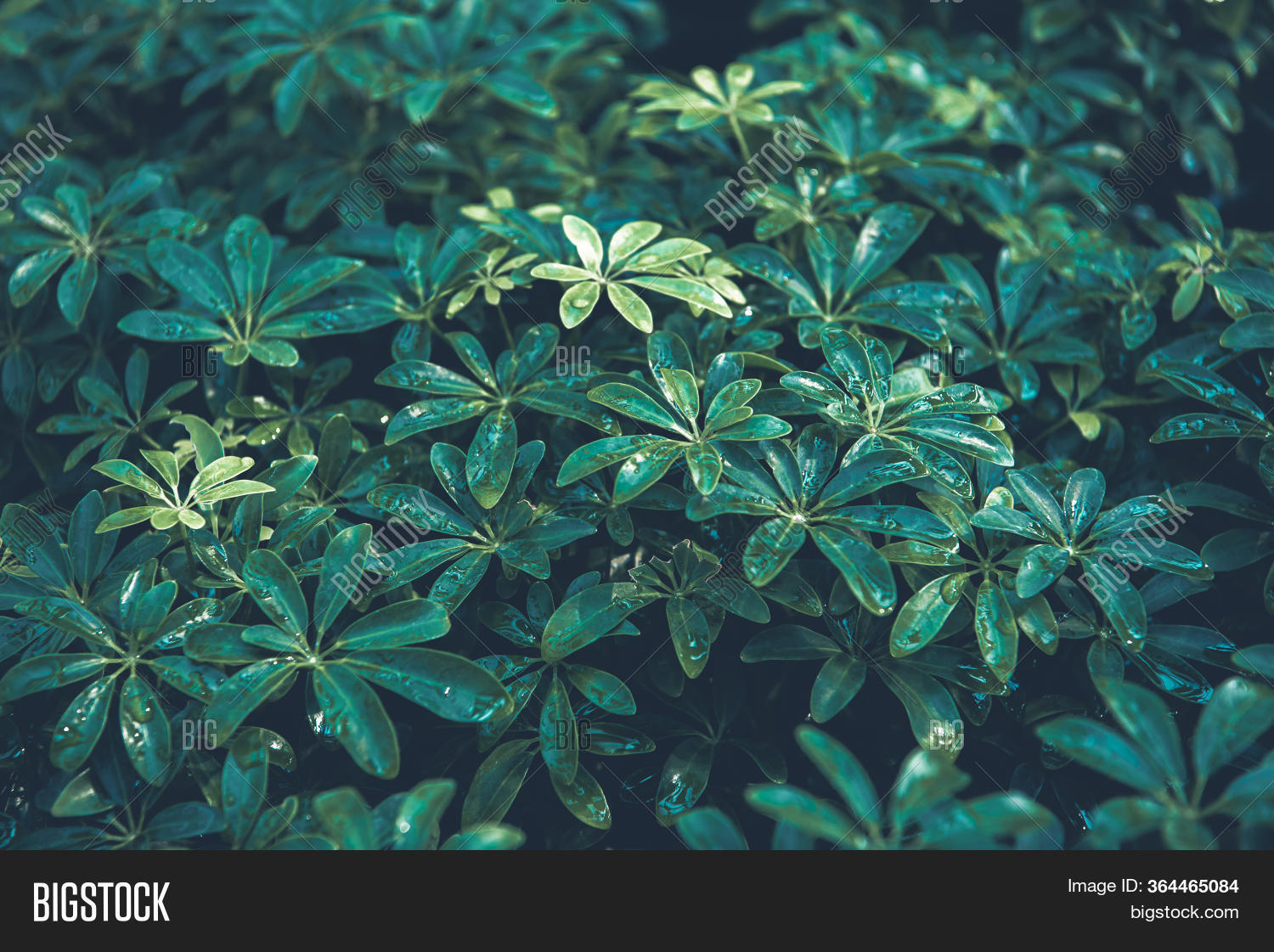 Greenery Background Image & Photo (Free Trial) | Bigstock