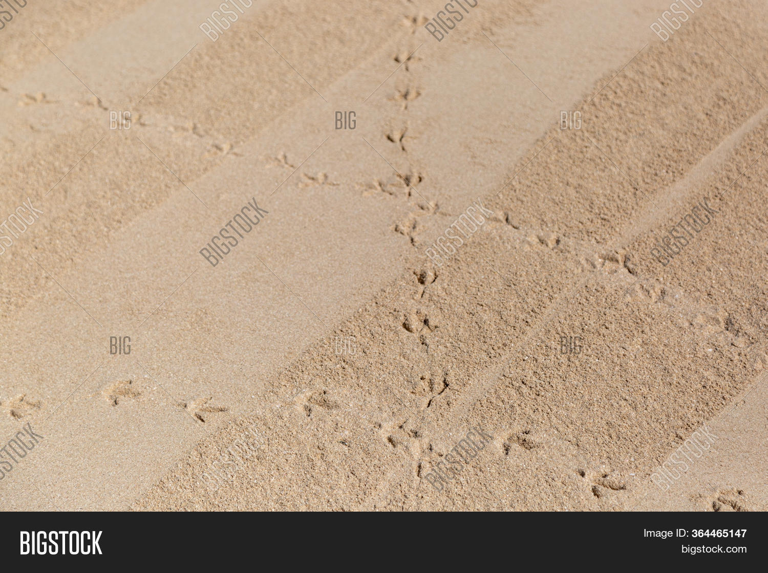 Traces Wild Bird Sand Image & Photo (Free Trial) | Bigstock