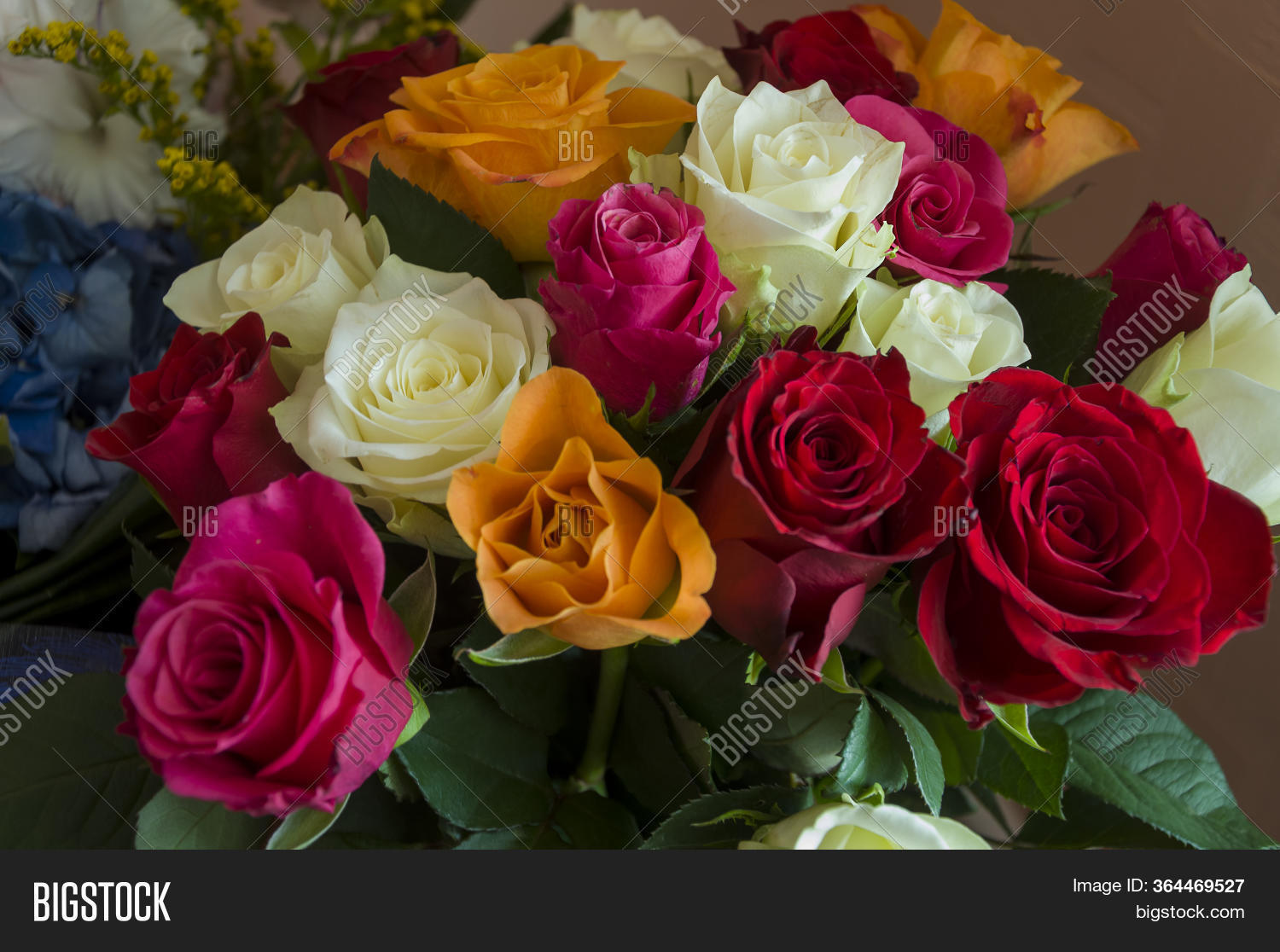 Lovely Big Colorful Image & Photo (Free Trial) | Bigstock