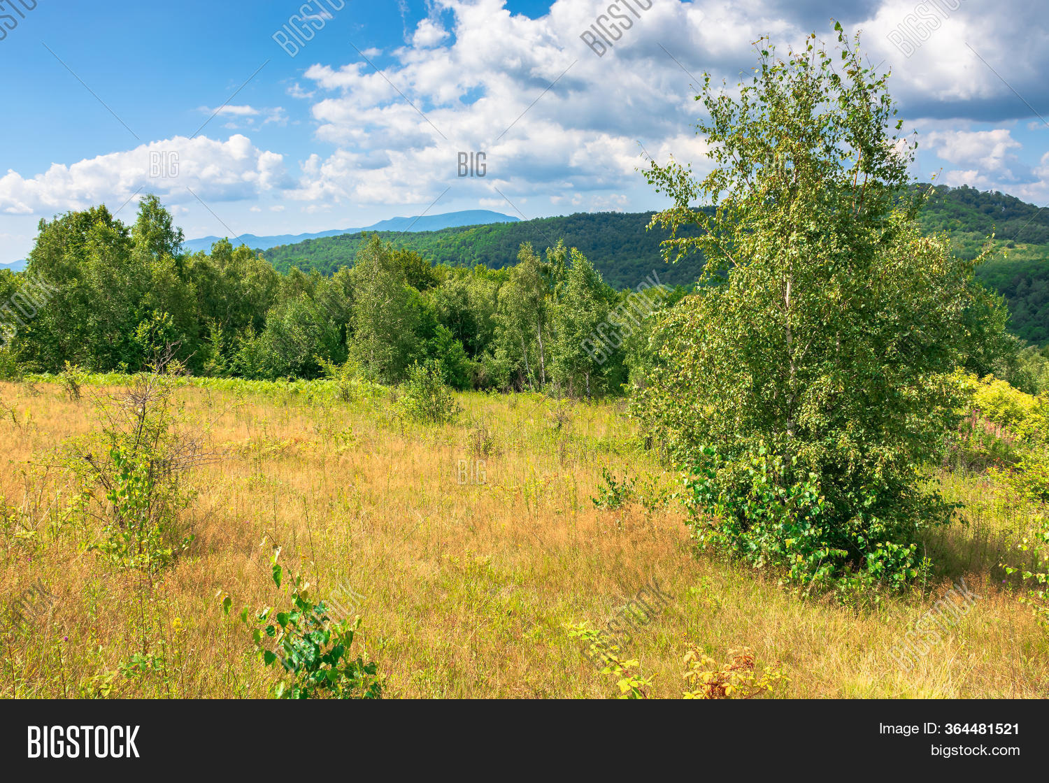 Young Forest On Meadow Image & Photo (Free Trial) | Bigstock