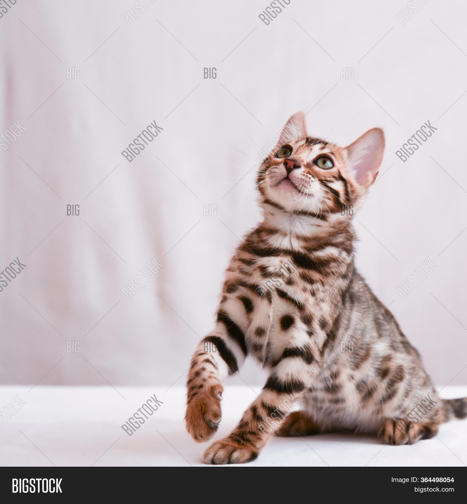 Cat Points Direction Image & Photo (Free Trial) | Bigstock