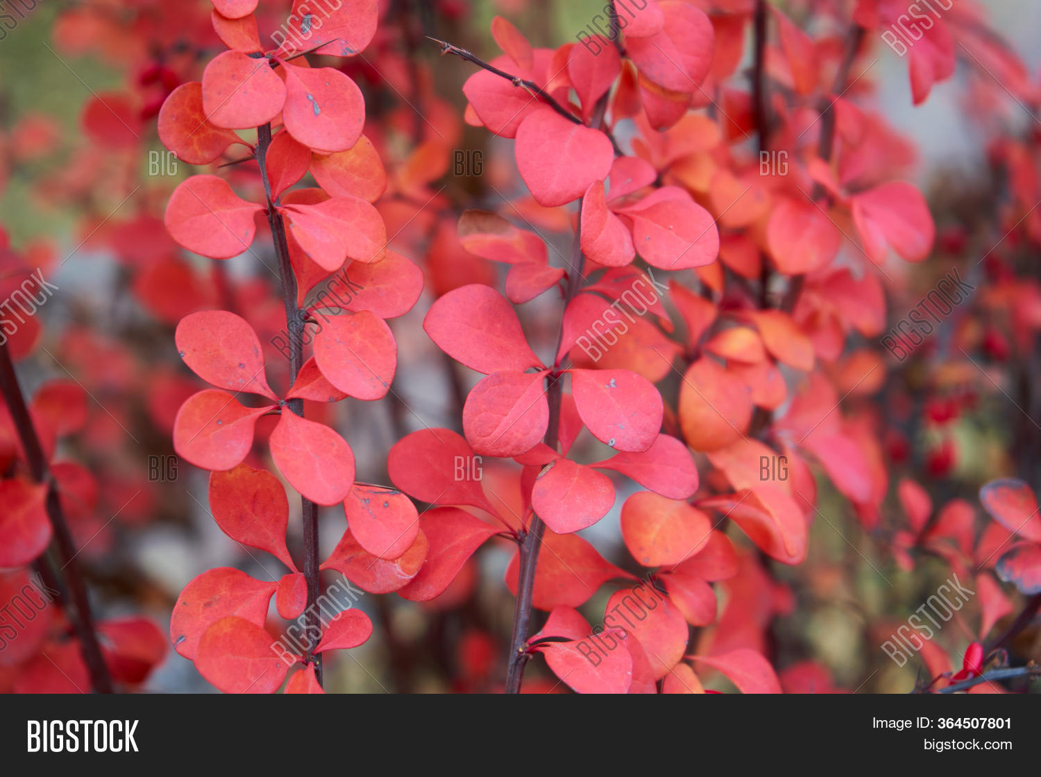 Barberry Leaves, Image & Photo (Free Trial) | Bigstock