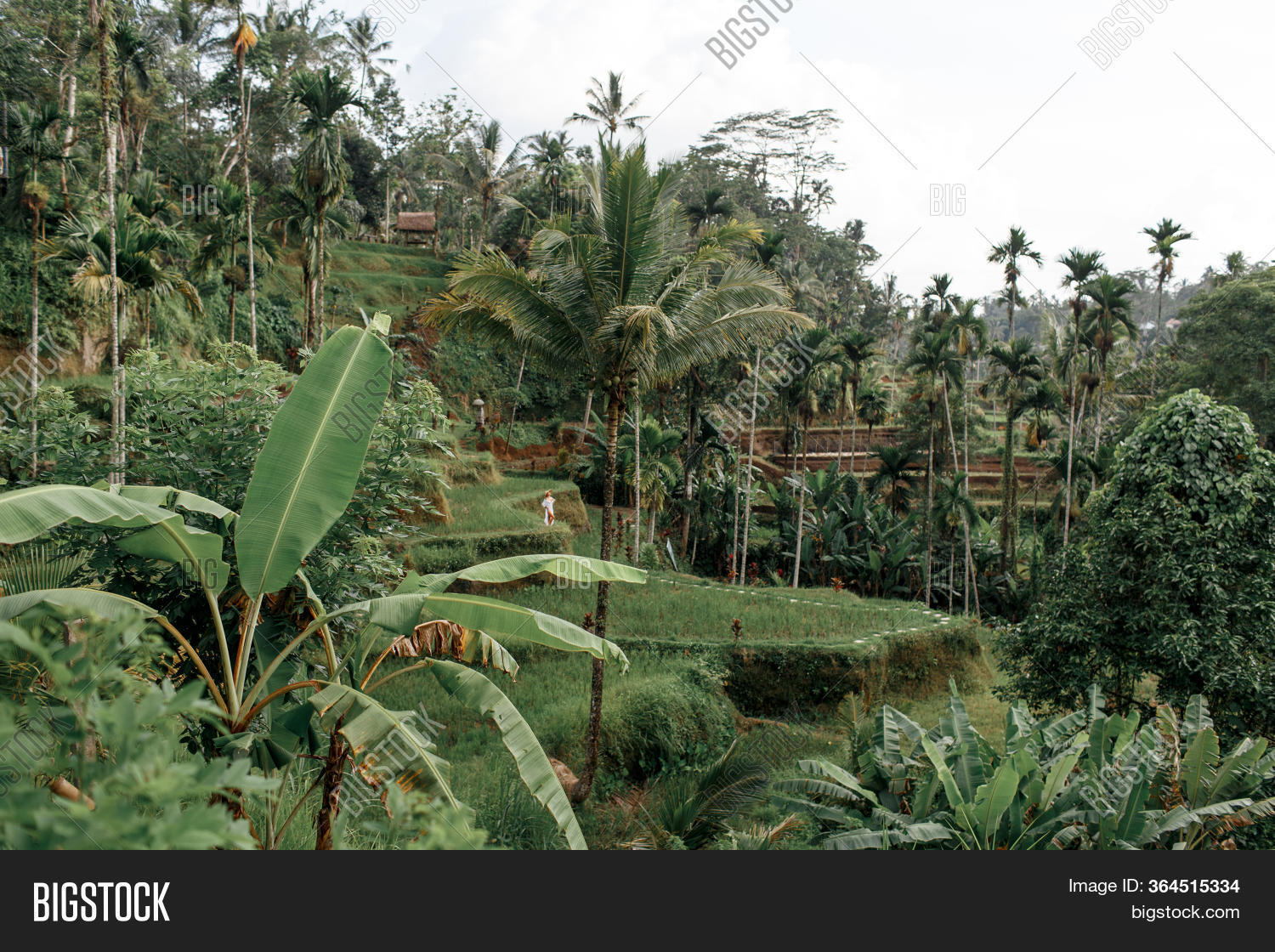 Green Dense Jungle On Image & Photo (Free Trial) | Bigstock