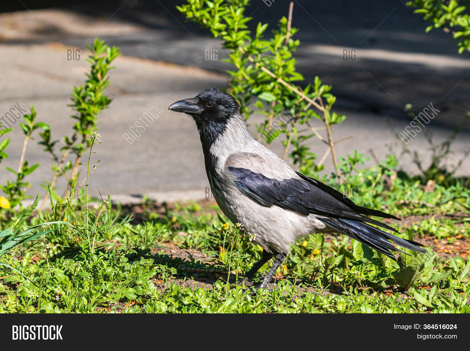 Young Crow Sitting Image & Photo (Free Trial) | Bigstock