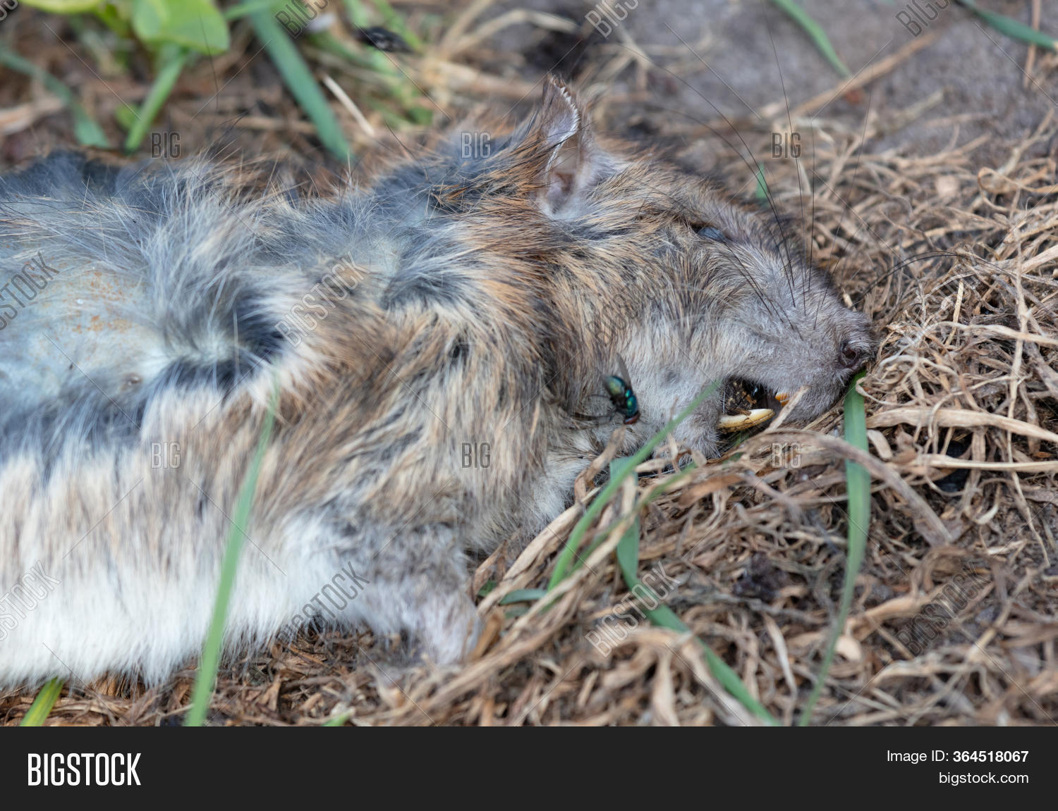 Dead Muskrat Lying Image & Photo (Free Trial) | Bigstock
