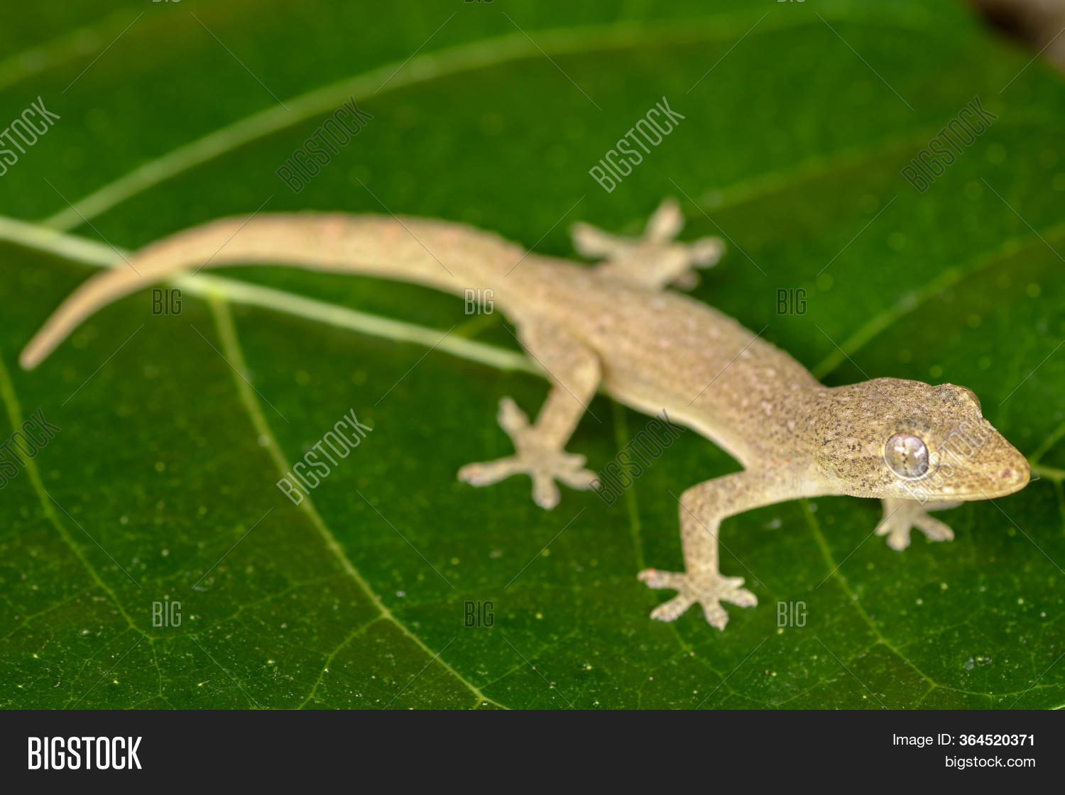 Asian Common House Image & Photo (Free Trial) | Bigstock