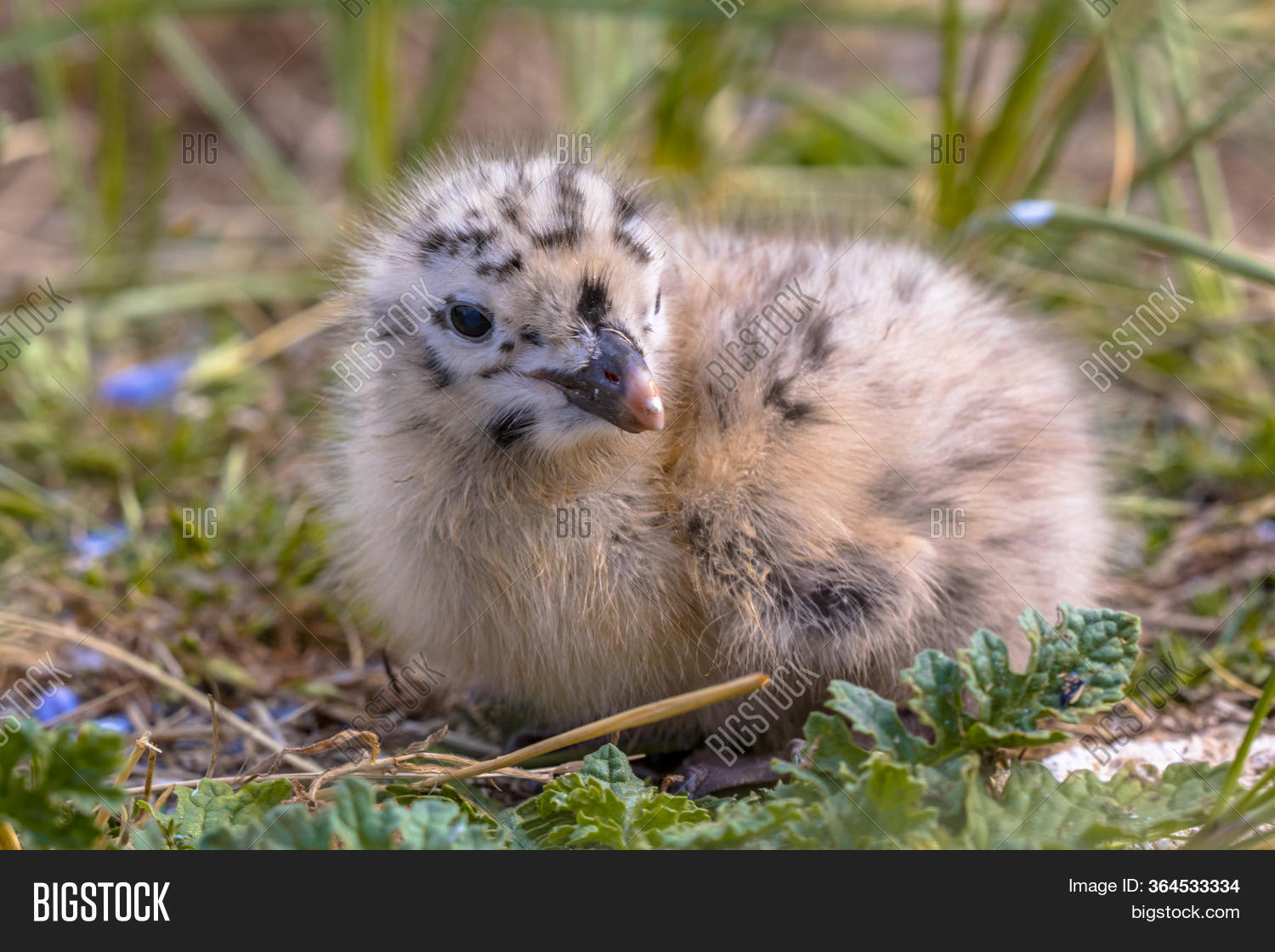 Newborn Chick European Image & Photo (Free Trial) | Bigstock
