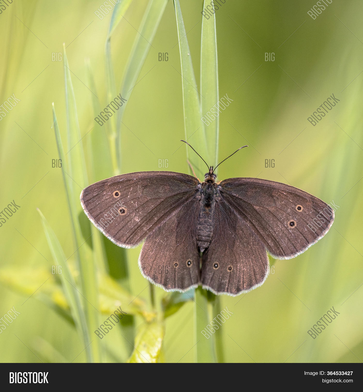 Ringlet Butterfly ( Image & Photo (Free Trial) | Bigstock