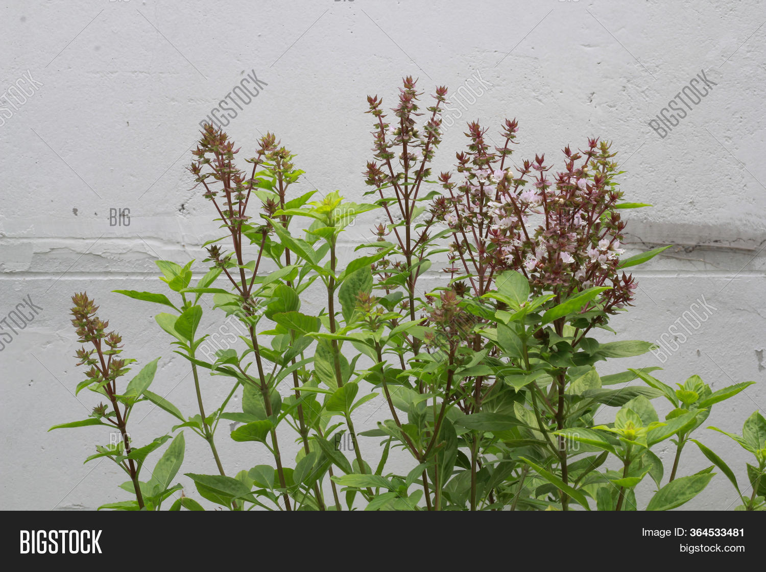 Sweet Basil,flowers Image & Photo (Free Trial) | Bigstock