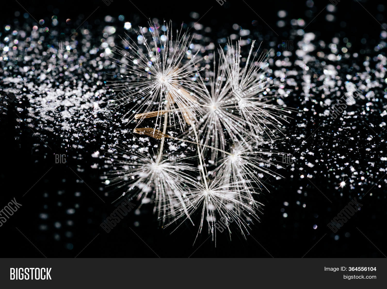 Shiny Dandelion Seed Image & Photo (Free Trial) | Bigstock