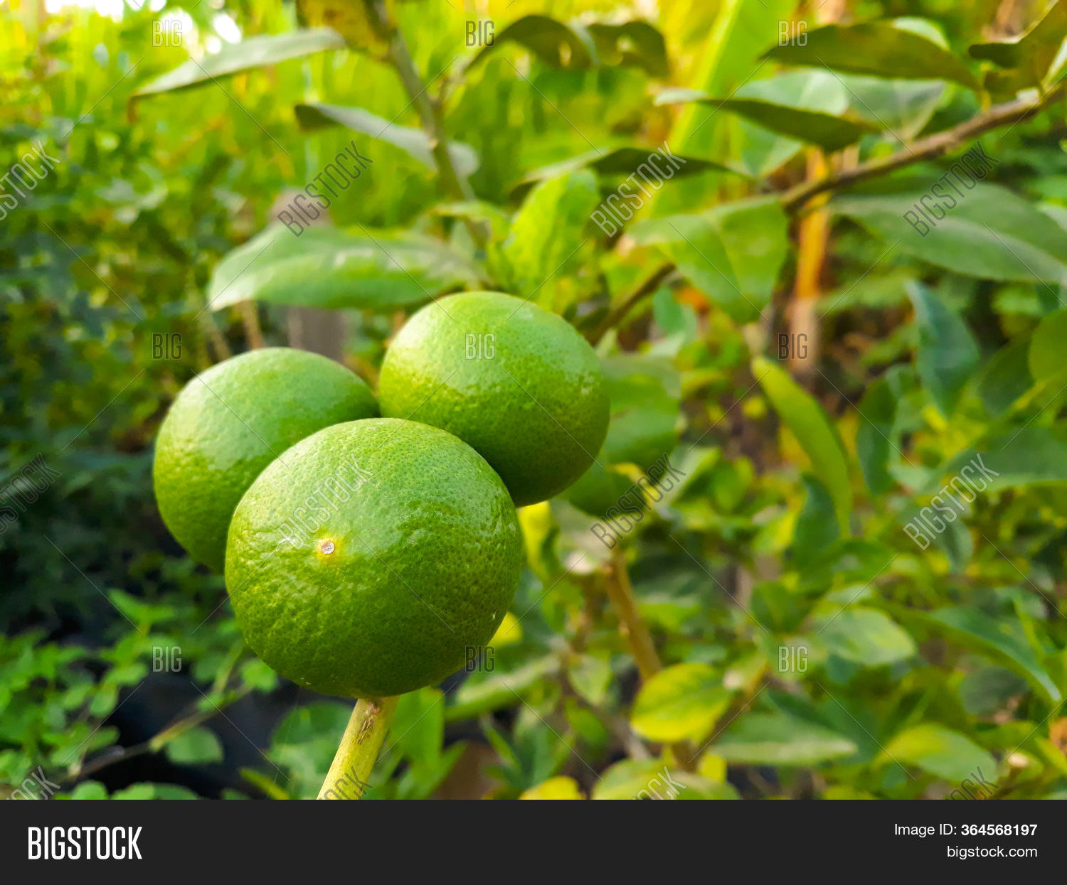 Green Lemons Garden. Image & Photo (Free Trial) | Bigstock