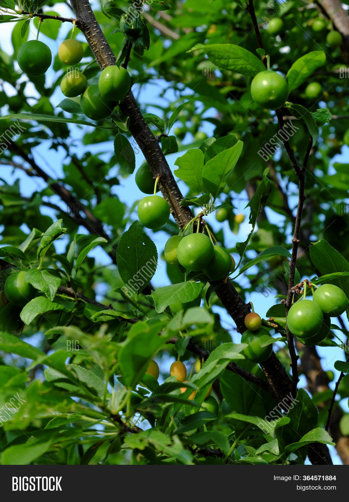 Berries Unripe Cherry Image & Photo (Free Trial) | Bigstock
