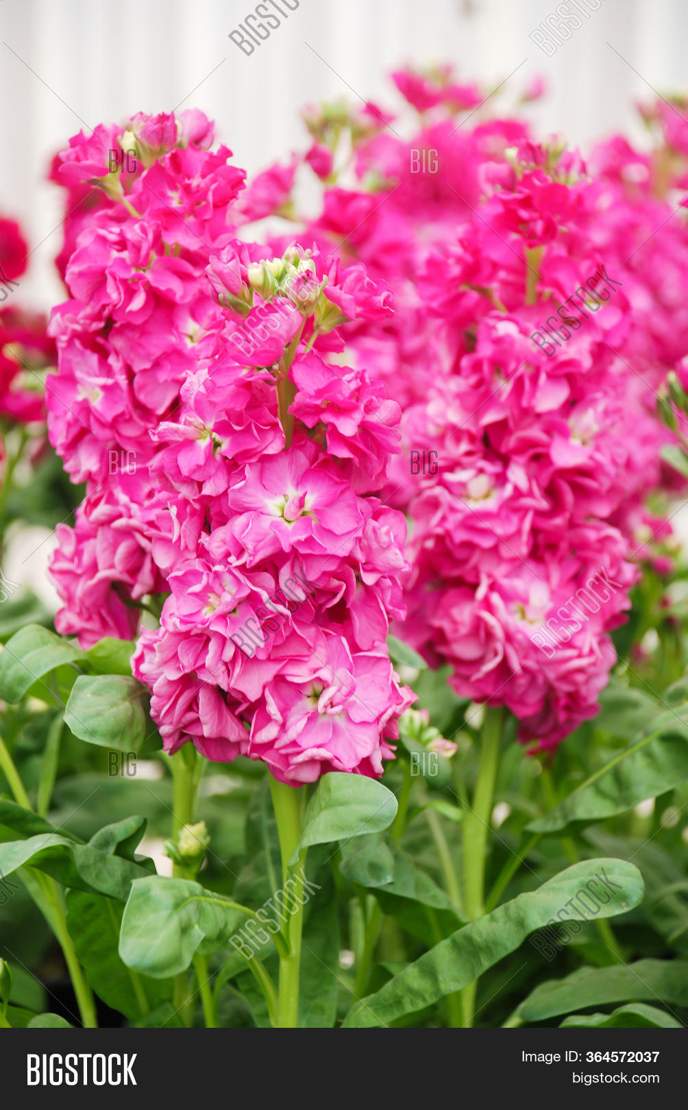 Matthiola Incana Image & Photo (Free Trial) | Bigstock