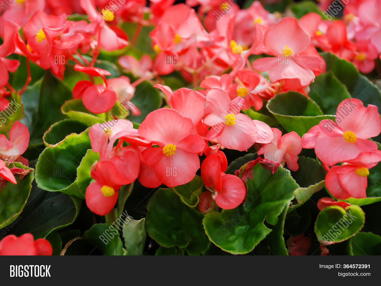 Red Begonias, Image & Photo (Free Trial) | Bigstock