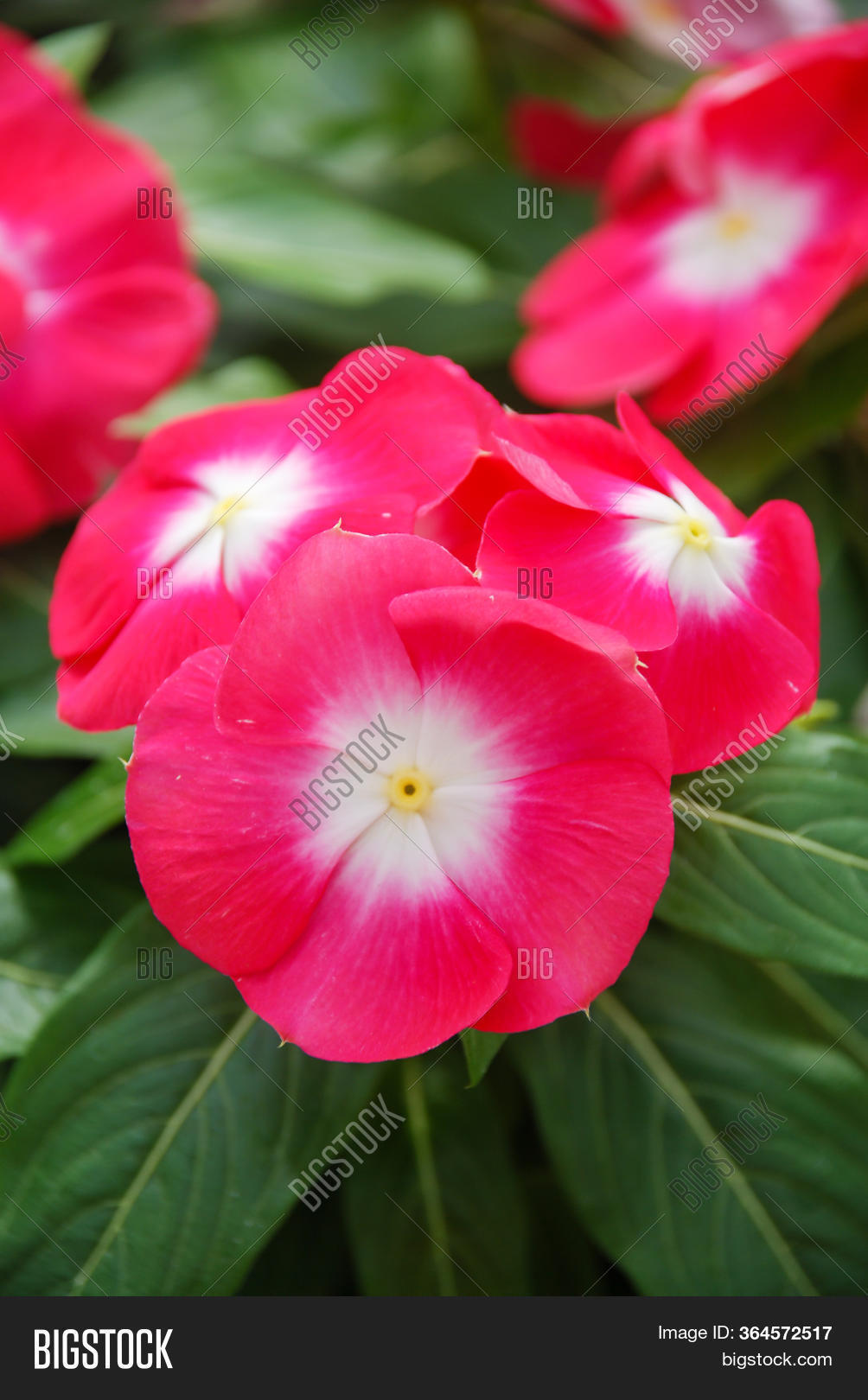 Foliage Vinca Flowers Image & Photo (Free Trial) | Bigstock