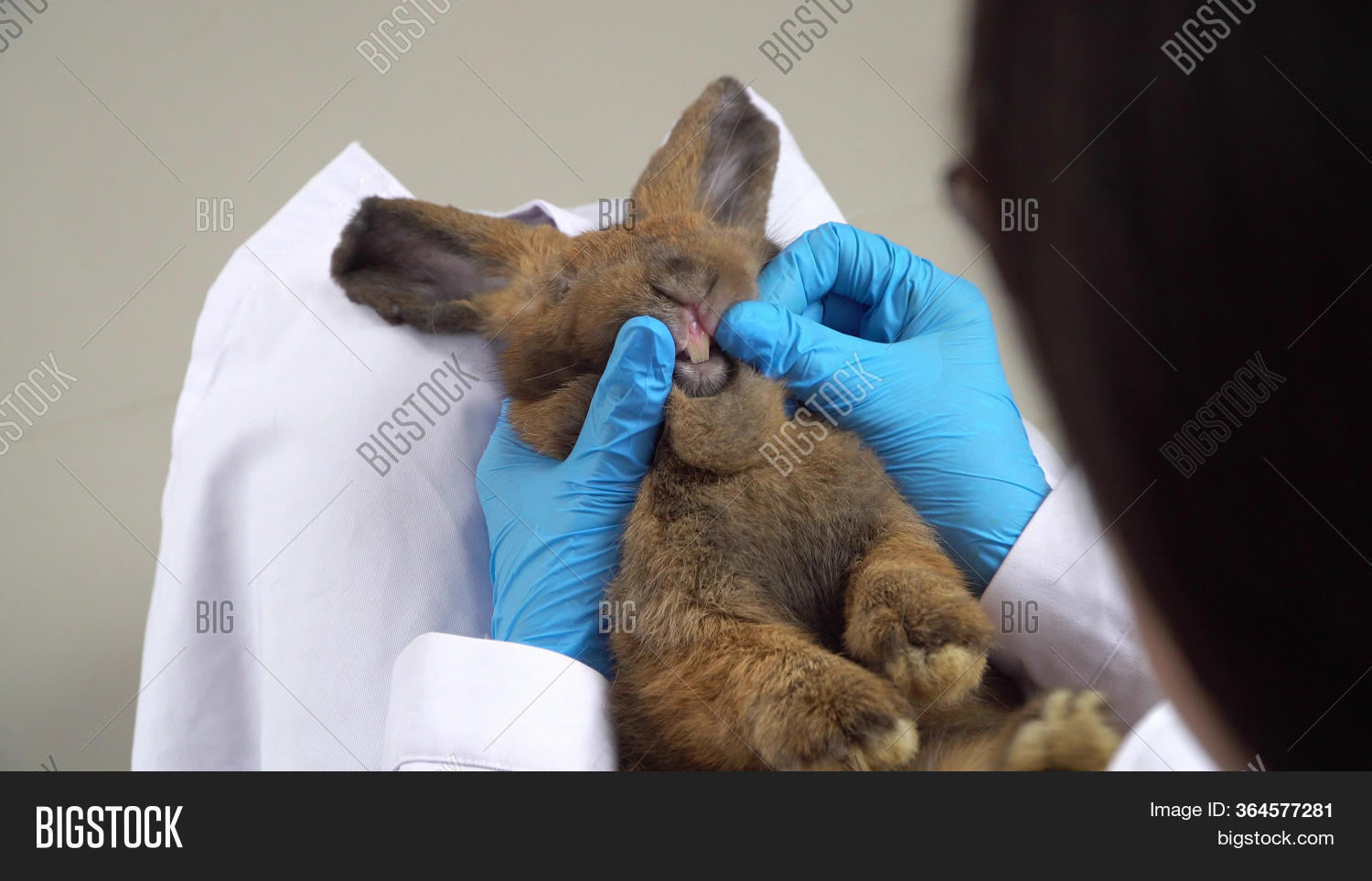 Veterinarian Carrying Image & Photo (Free Trial) | Bigstock