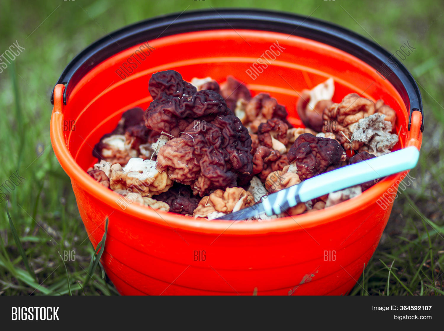 Spring Morel Mushrooms Image & Photo (Free Trial) | Bigstock