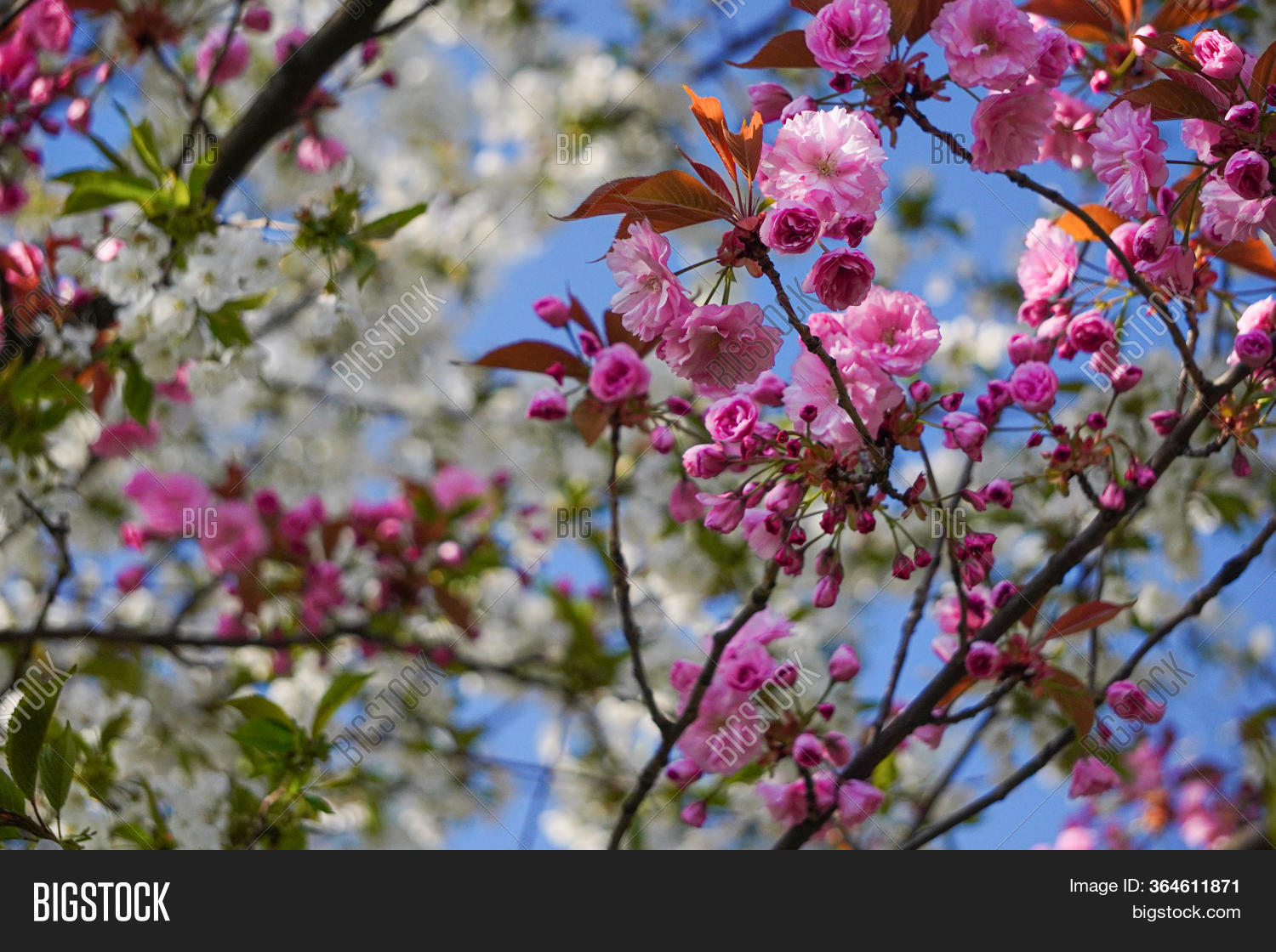 Floring Tree Red Pink Image & Photo (Free Trial) | Bigstock