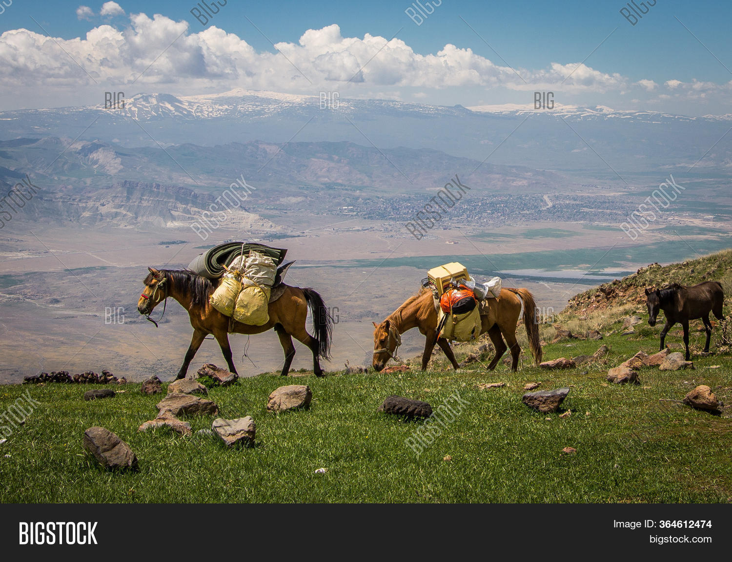 Horses Carry Cargo Image & Photo (Free Trial) | Bigstock