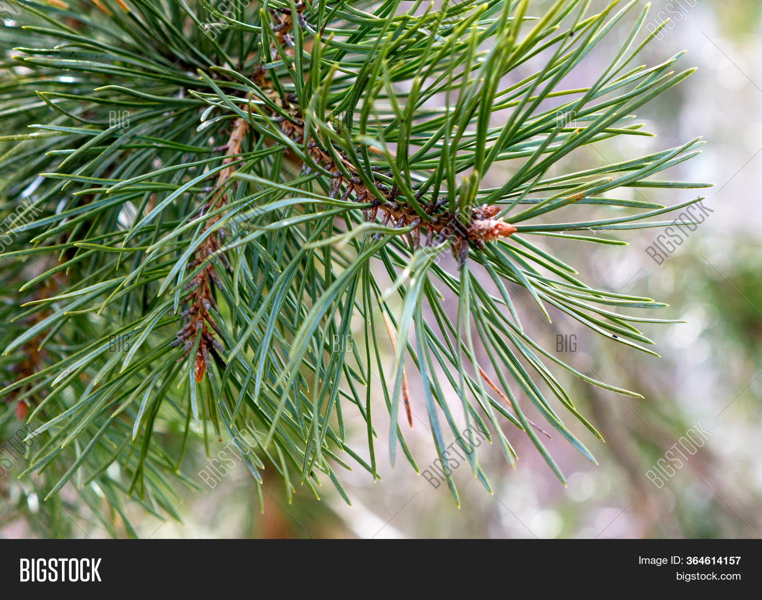 Pine Branch. Pine Image & Photo (Free Trial) | Bigstock