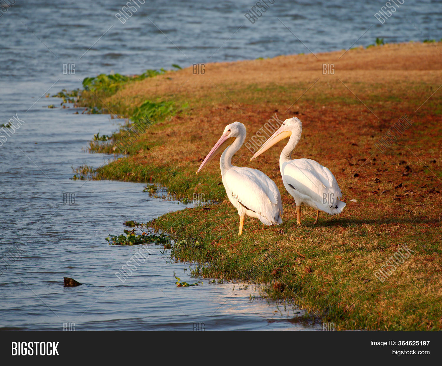 Migrating White Image & Photo (Free Trial) | Bigstock