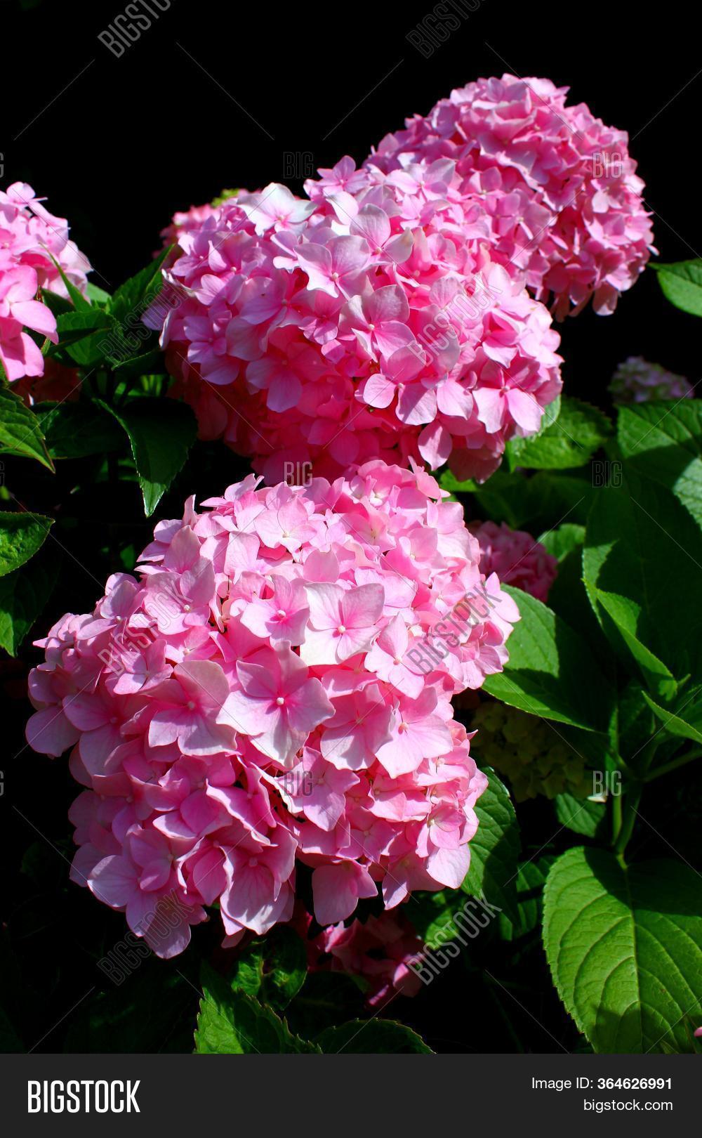 Hydrangea: Beautiful Image & Photo (Free Trial) | Bigstock