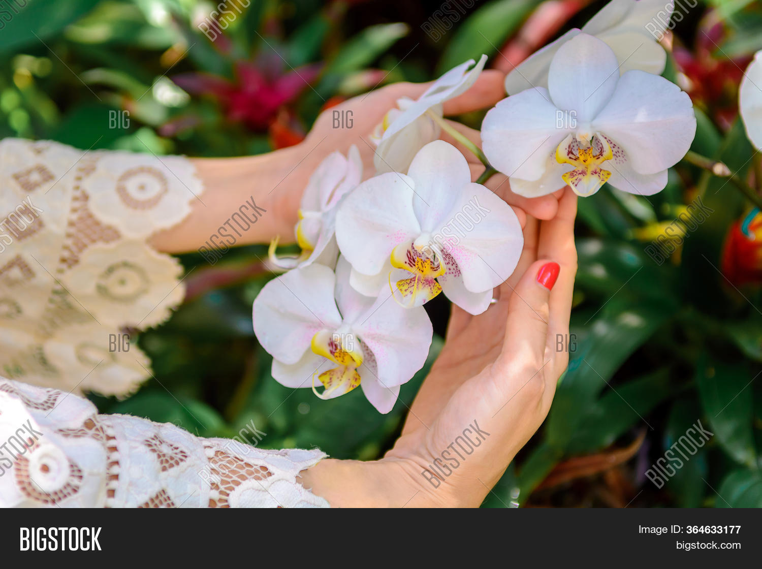 Pink Branch Orchid Image & Photo (Free Trial) | Bigstock