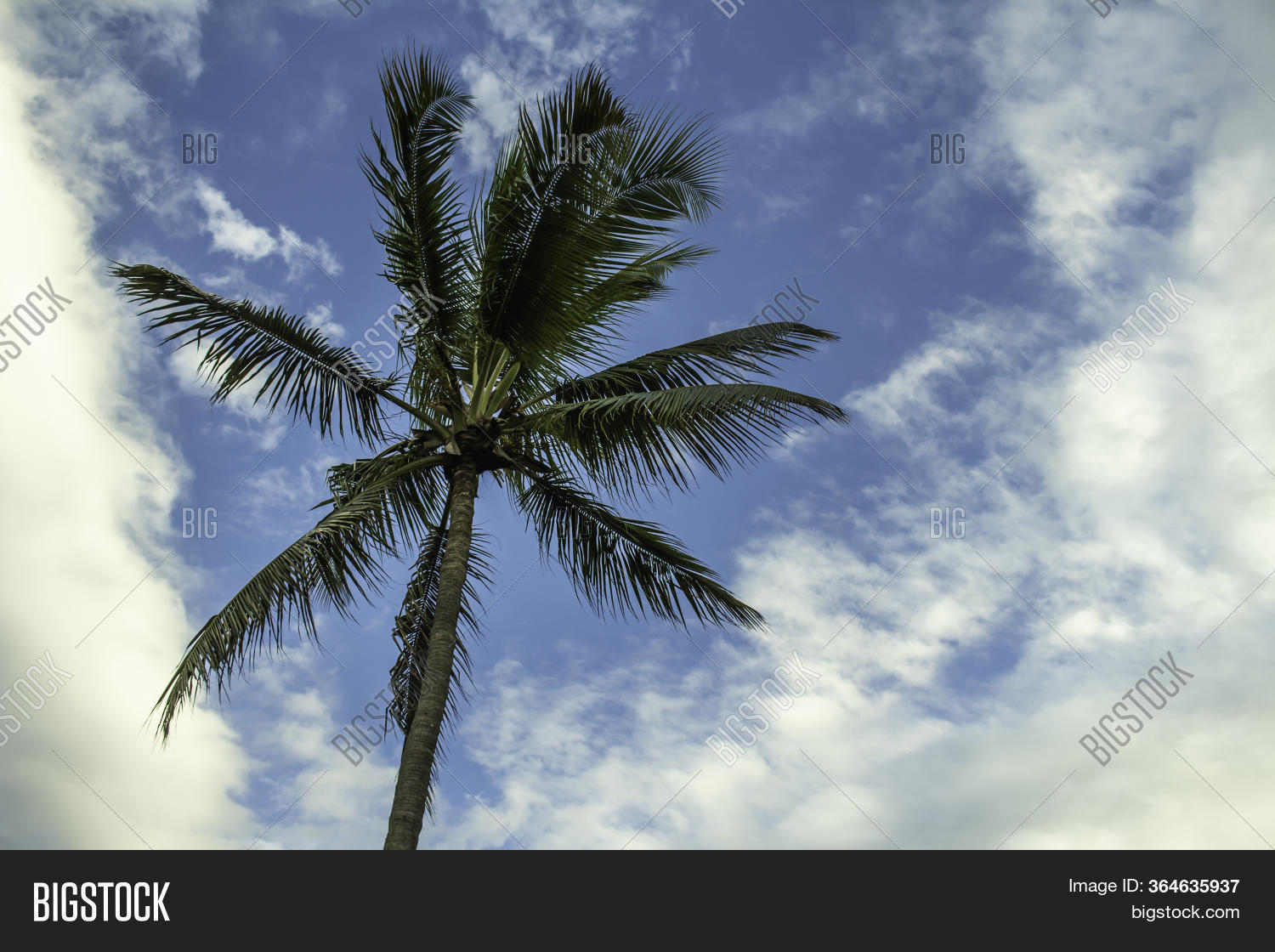 Beautiful Cup Palm Image & Photo (Free Trial) | Bigstock