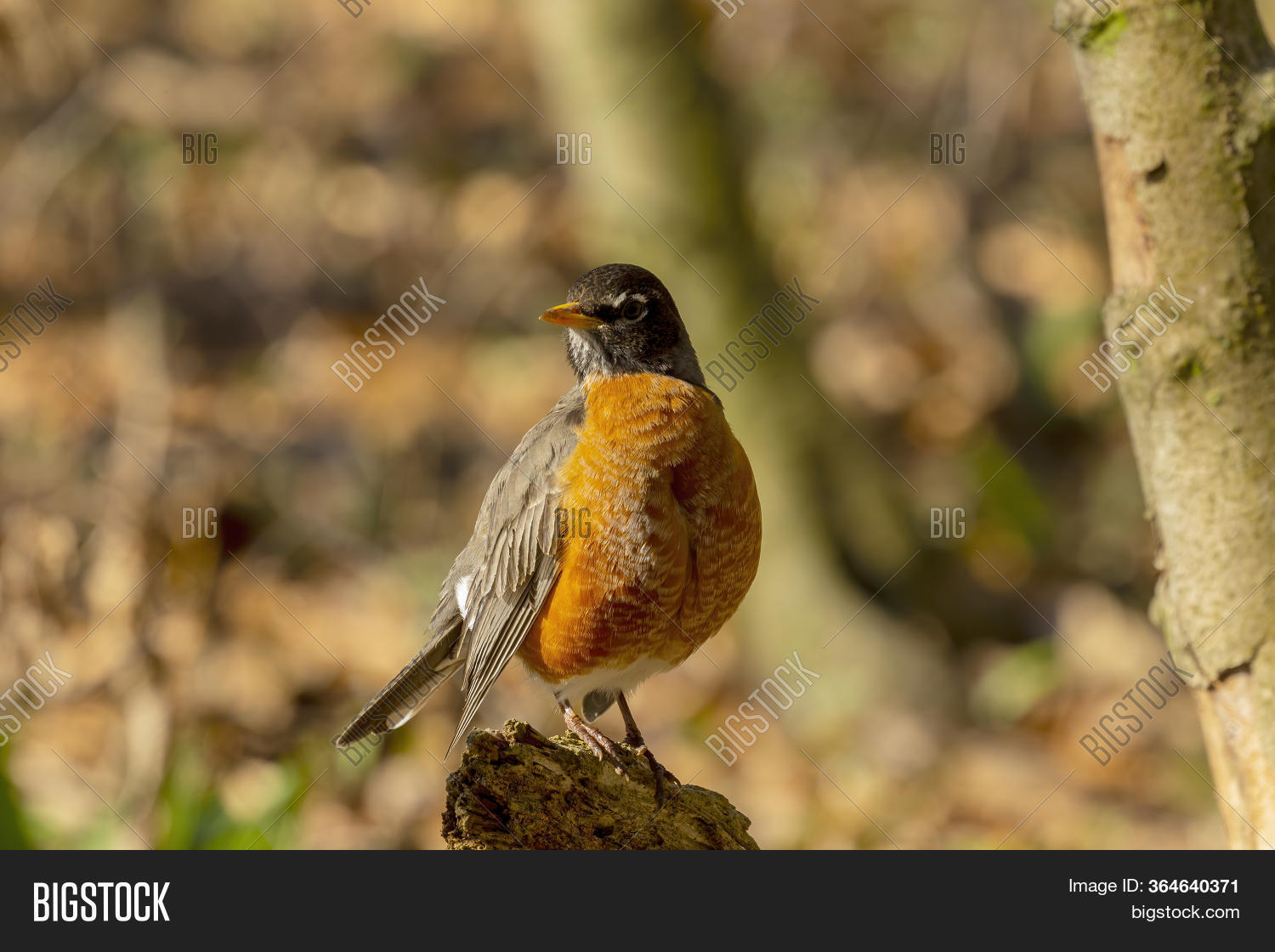 American Robin Looking Image & Photo (Free Trial) | Bigstock