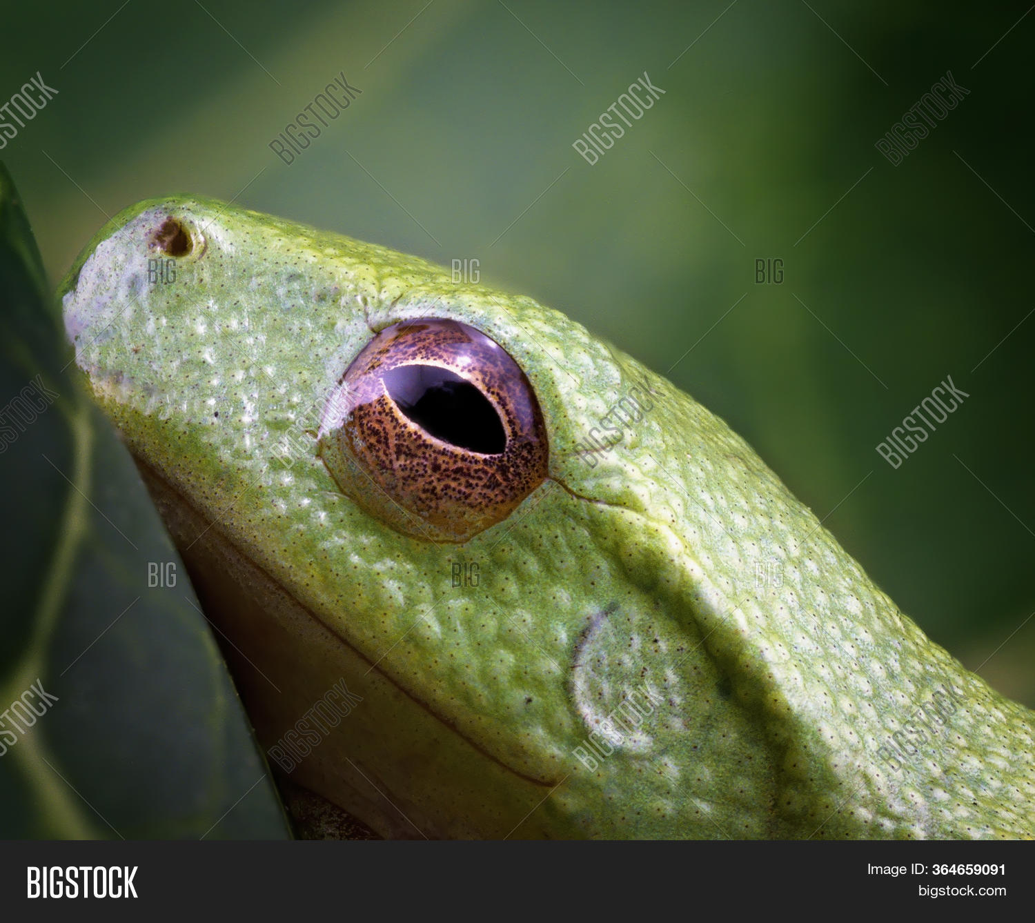 Tiny Green Frog Only Image & Photo (Free Trial) | Bigstock