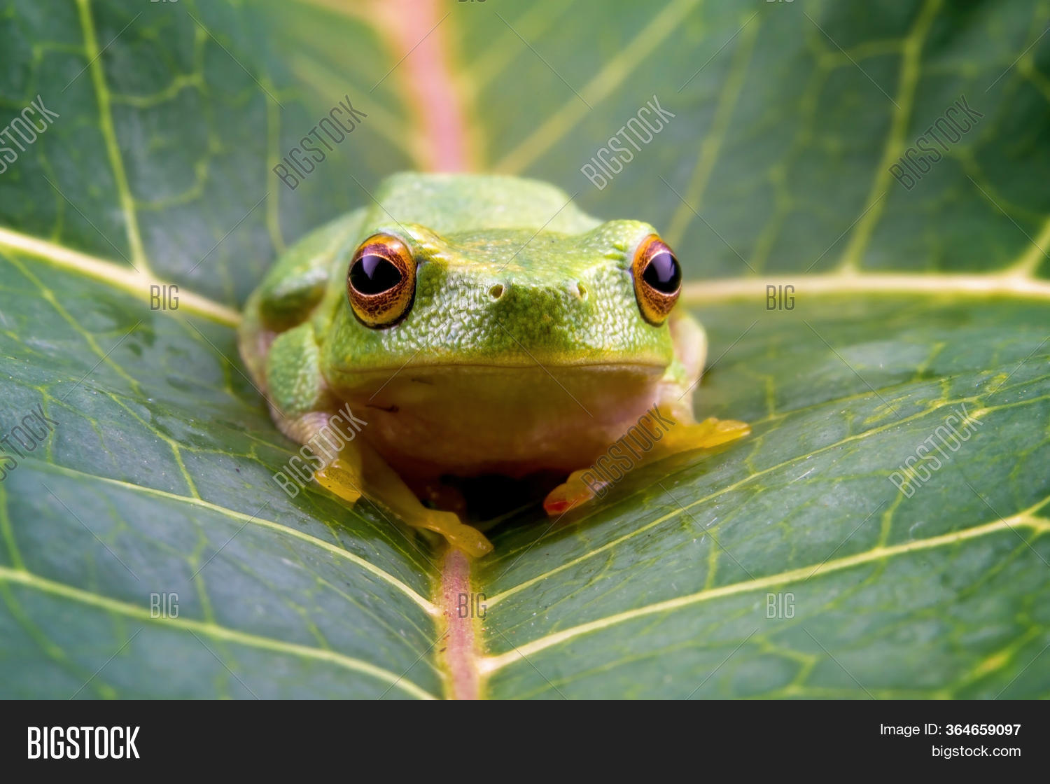 Tiny Green Frog Only Image & Photo (Free Trial) | Bigstock