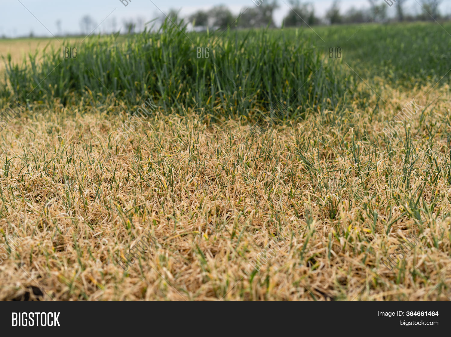 Drought Fields, Image & Photo (Free Trial) | Bigstock