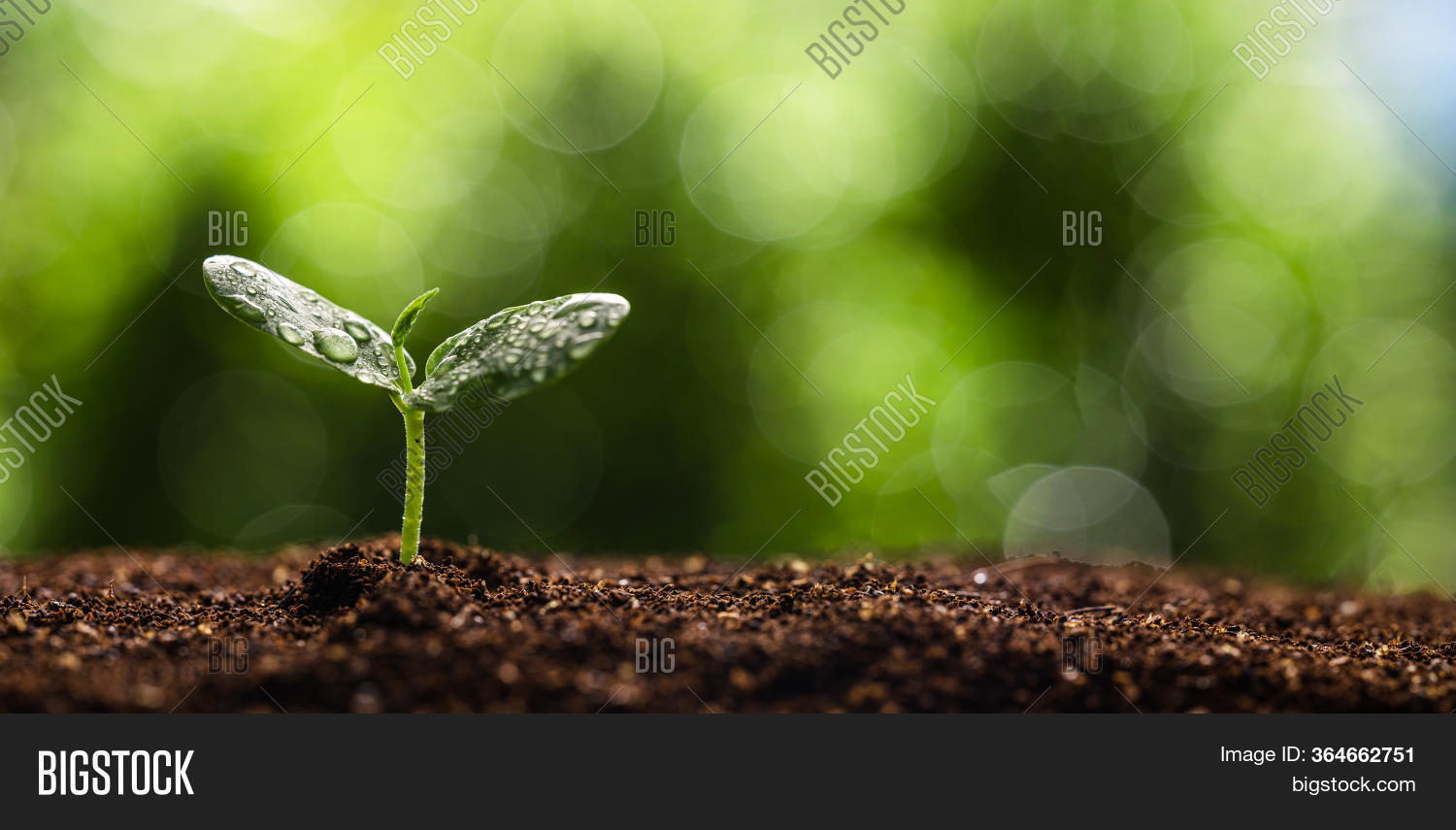 Growth-saplings Image & Photo (Free Trial) | Bigstock