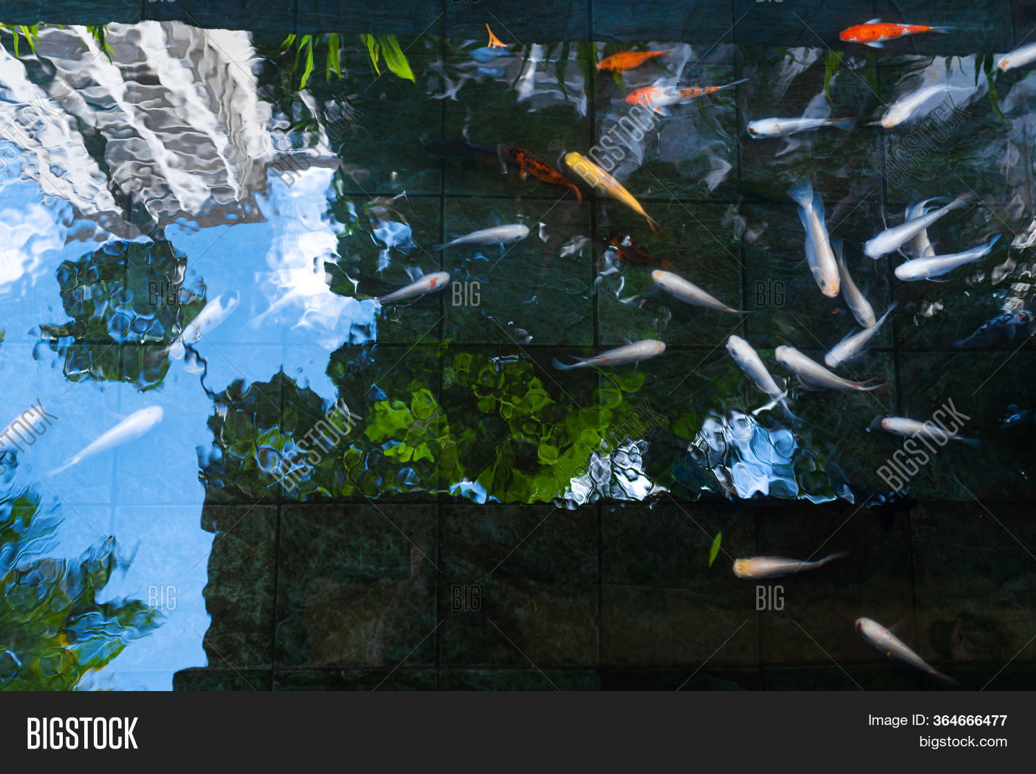 Live Fish Pond Condo Image & Photo (Free Trial) | Bigstock