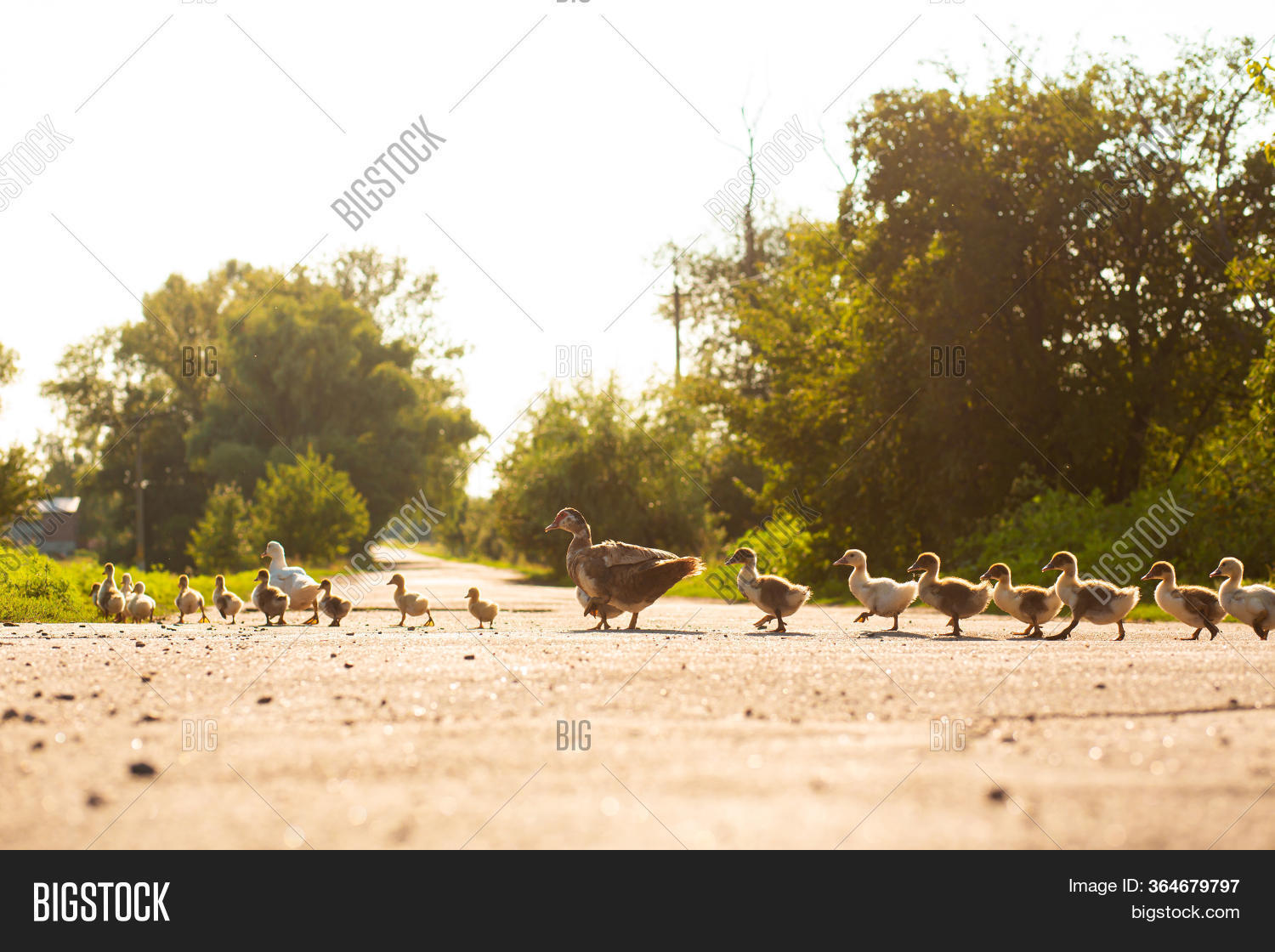 Duck Leads Ducklings Image & Photo (Free Trial) | Bigstock