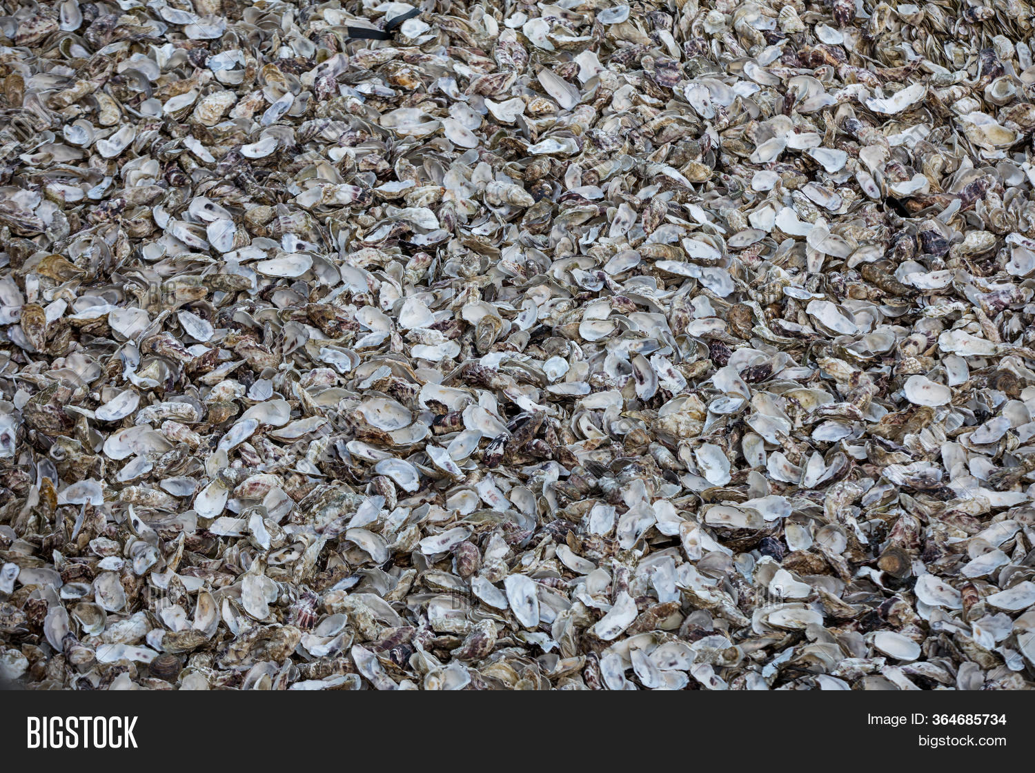 Thousands Empty Shells Image & Photo (Free Trial) | Bigstock