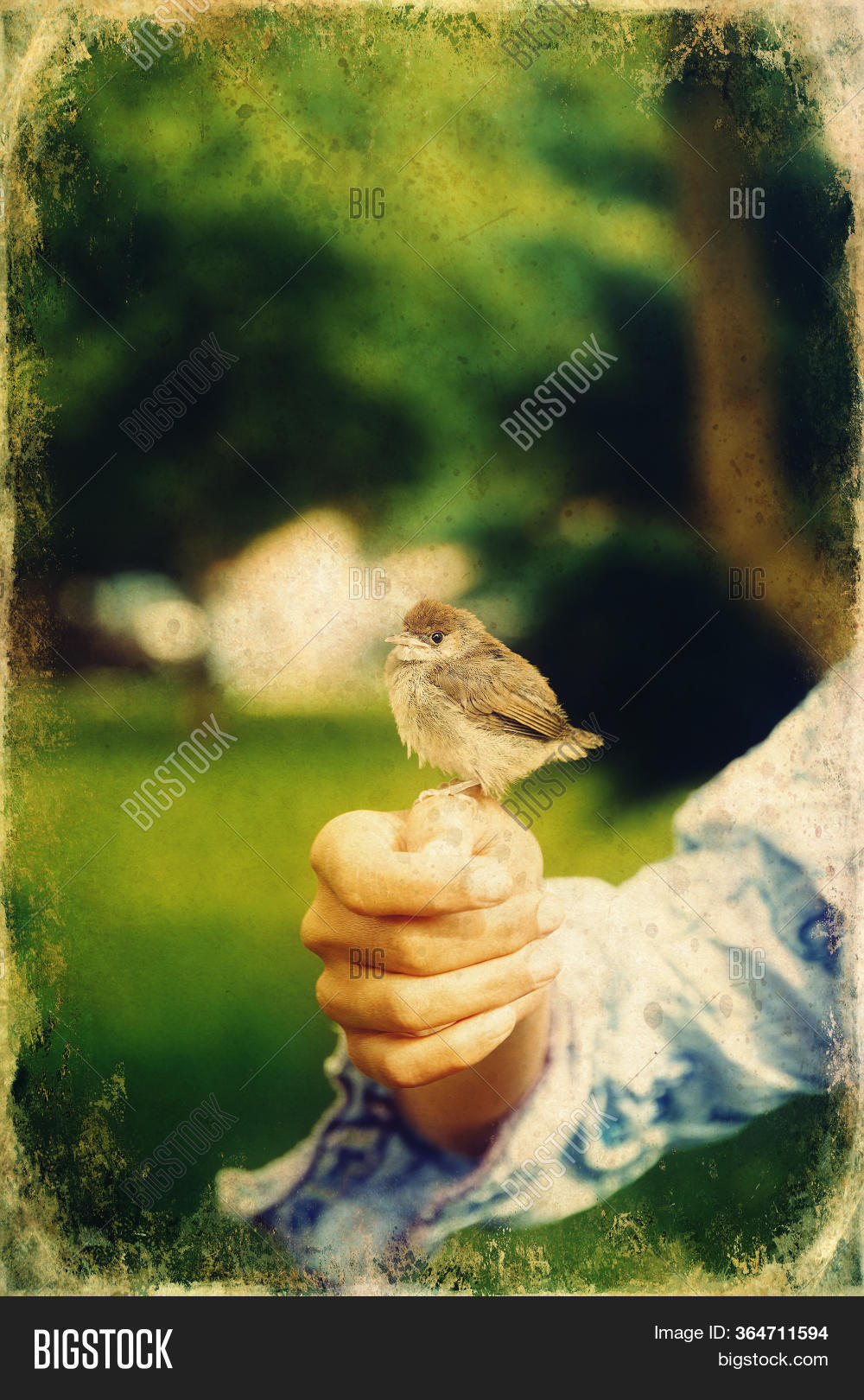 Woman Small Bird. Bird Image & Photo (Free Trial) | Bigstock