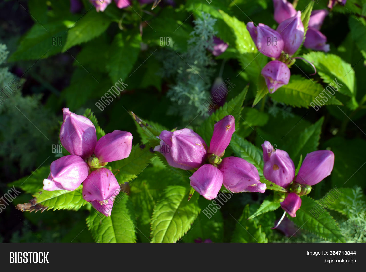 Red Turtlehead Flowers Image & Photo (Free Trial) | Bigstock