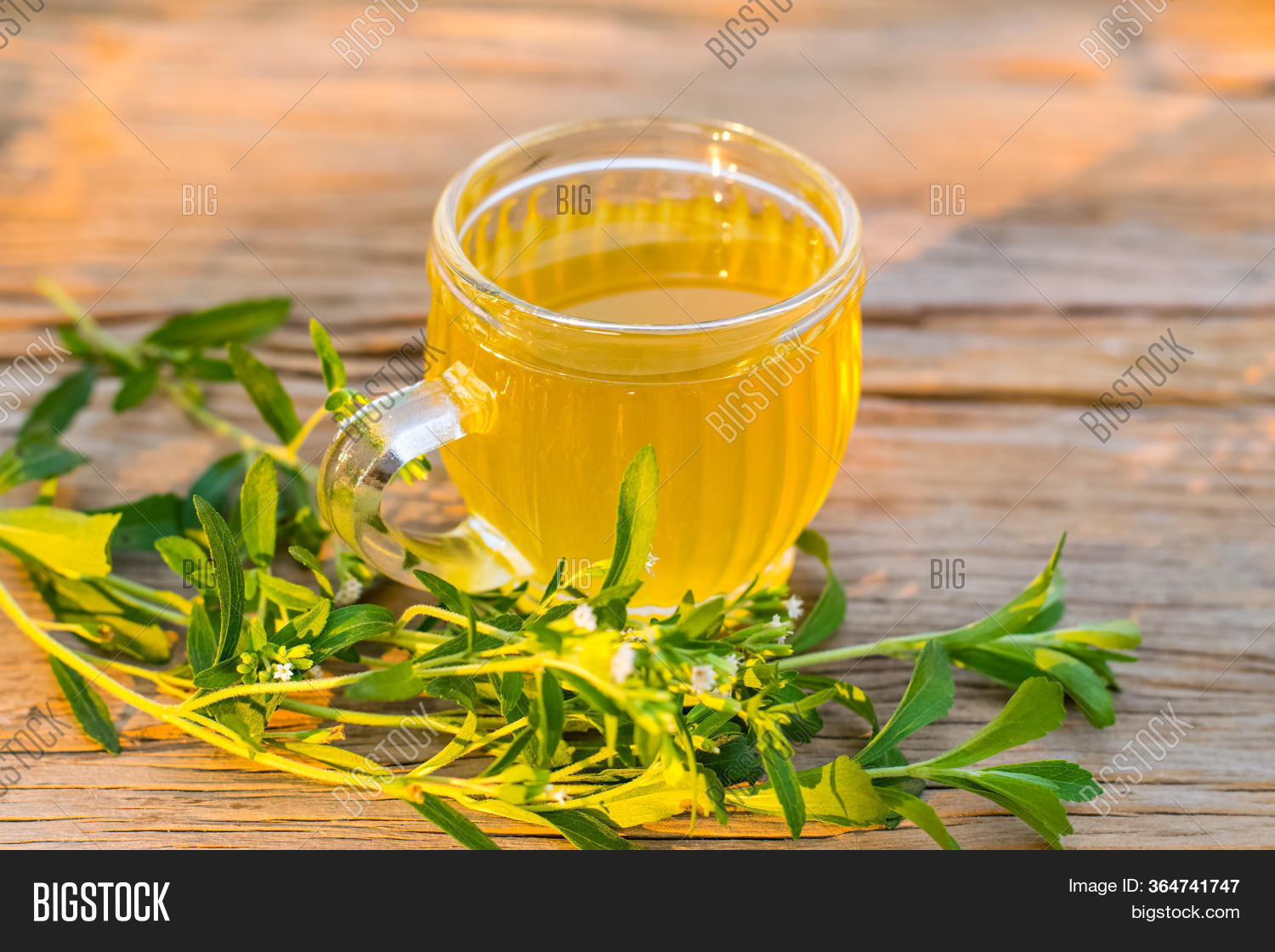 Stevia Tea Glass Image & Photo (Free Trial) | Bigstock