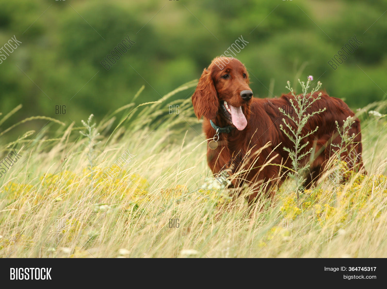 Happy Irish Setter Pet Image & Photo (Free Trial) | Bigstock