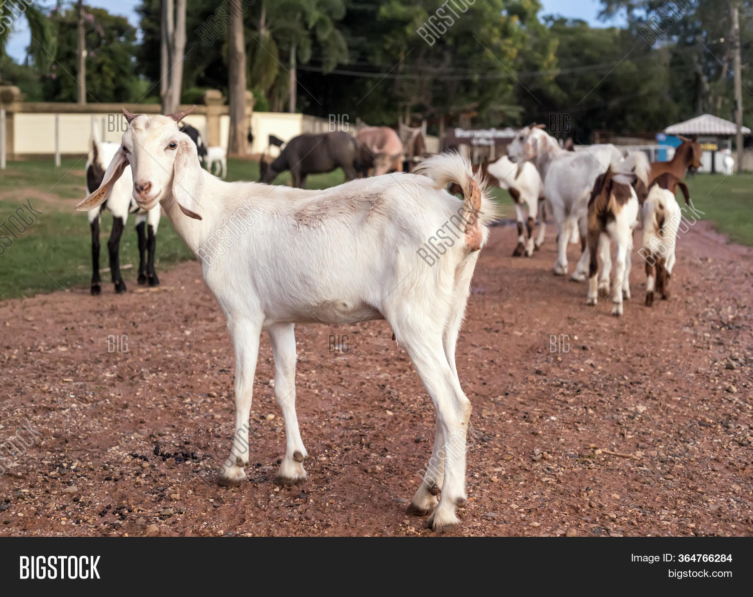Group Goat Sheep Image & Photo (Free Trial) | Bigstock