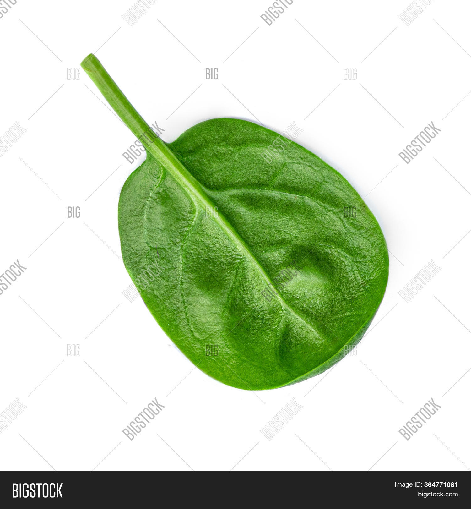 Spinach Leaf Isolated Image & Photo (Free Trial) | Bigstock