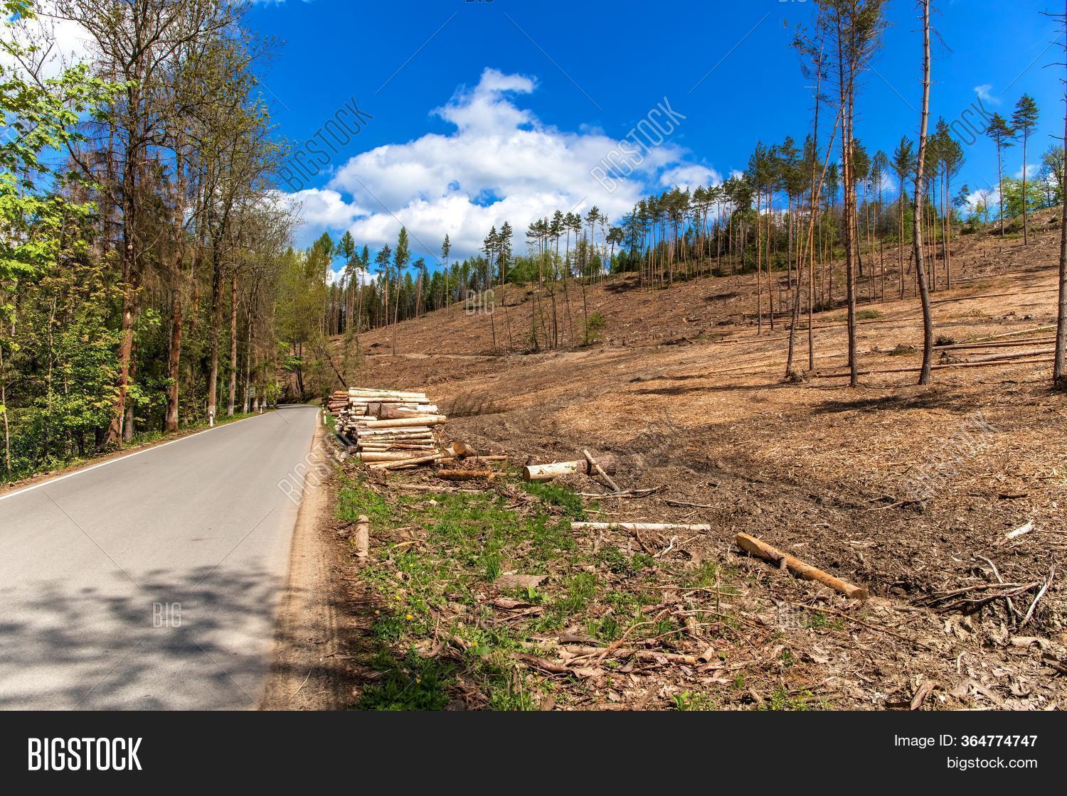 Forest Slope After Image & Photo (Free Trial) | Bigstock