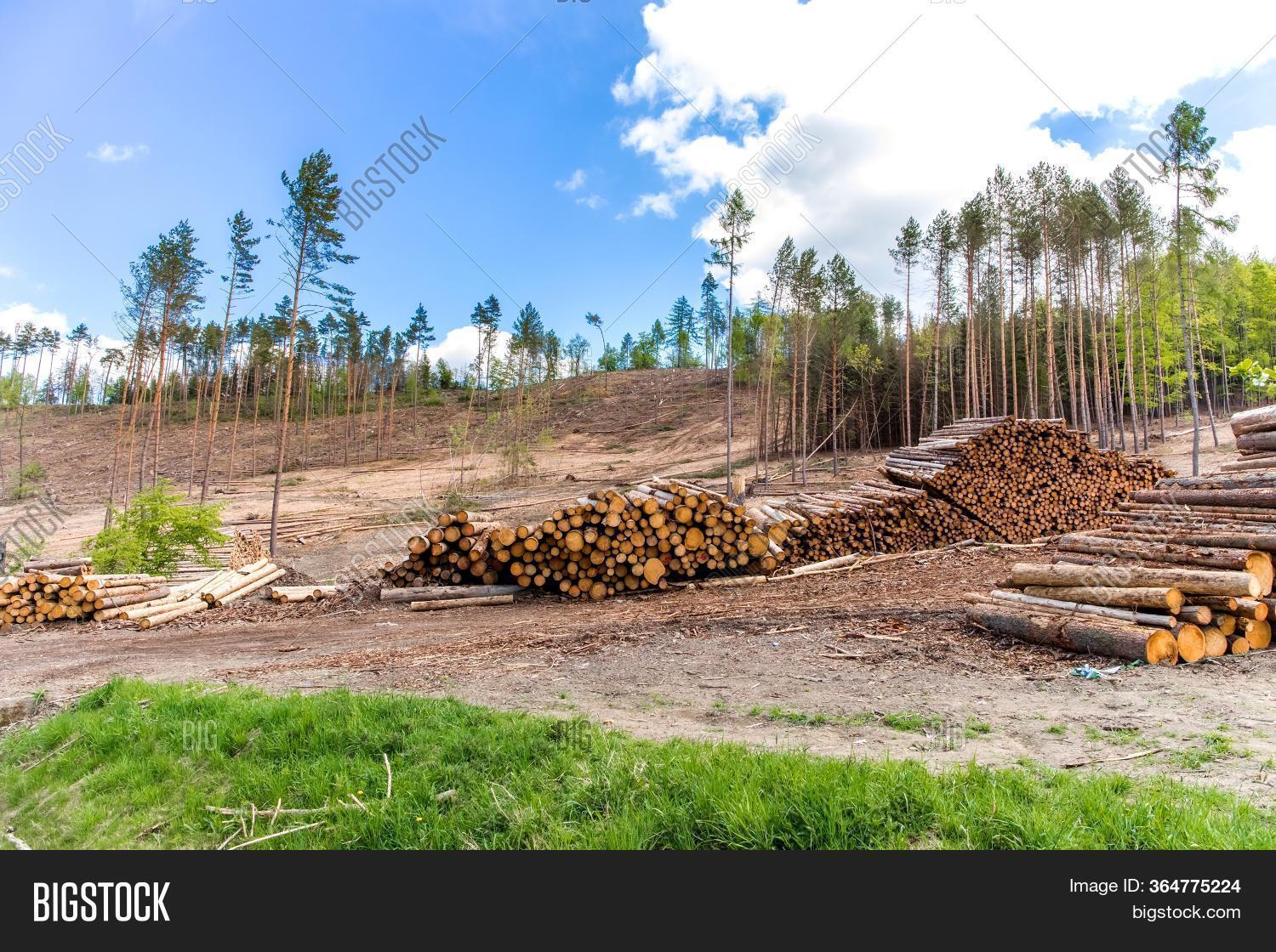 Forest Slope After Image & Photo (Free Trial) | Bigstock