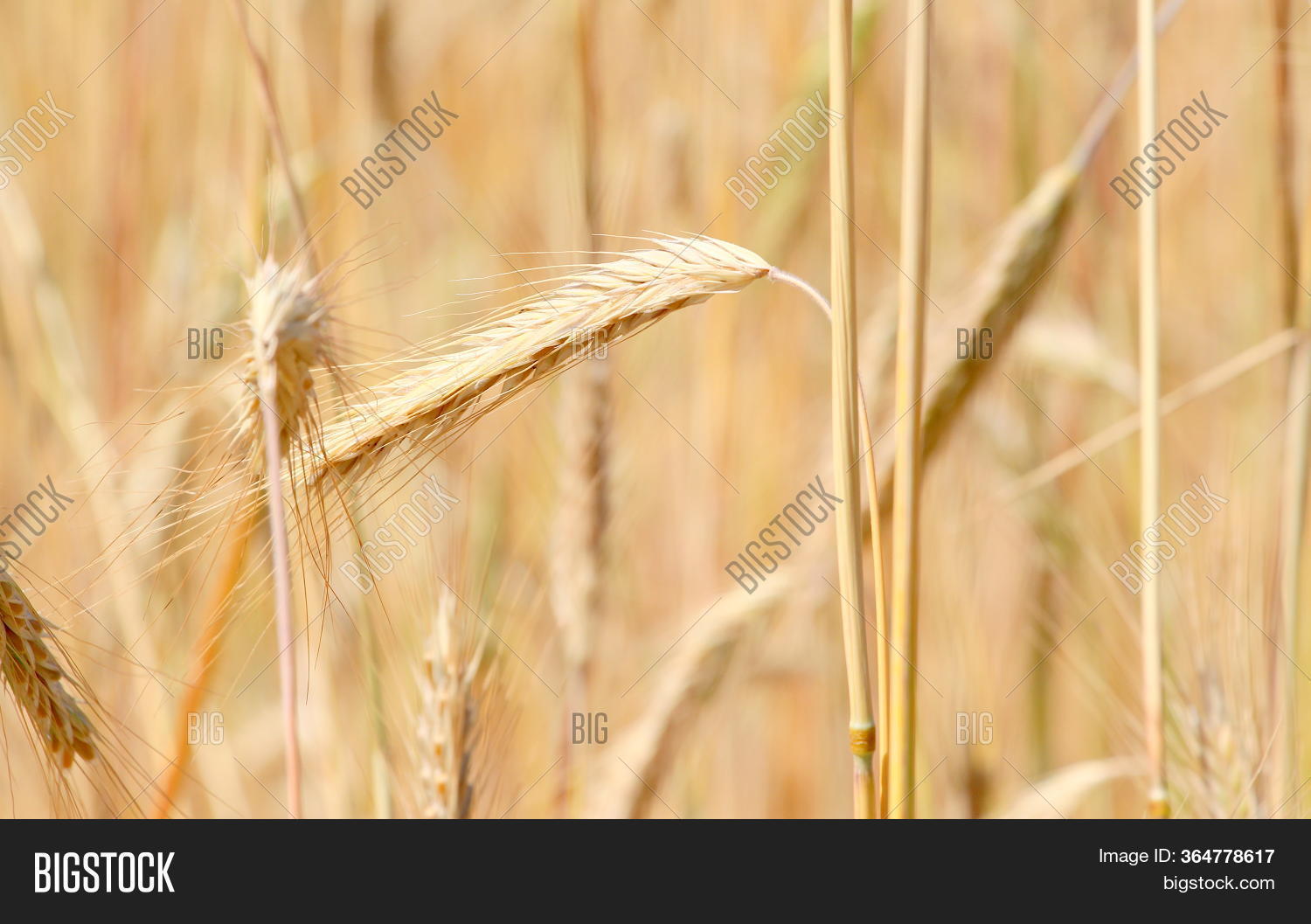Fields Wheat. Ripe Image & Photo (Free Trial) | Bigstock
