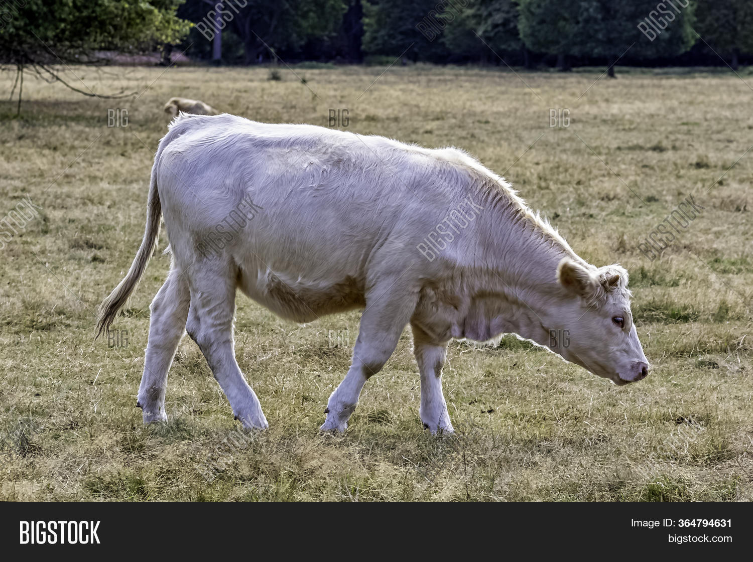 Charolais Cattle - Image & Photo (Free Trial) | Bigstock