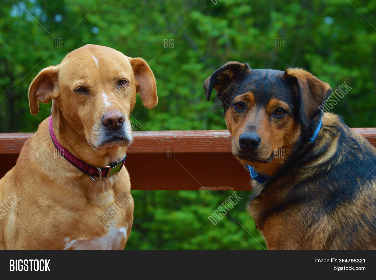 Two Dogs Sitting On Image & Photo (Free Trial) | Bigstock
