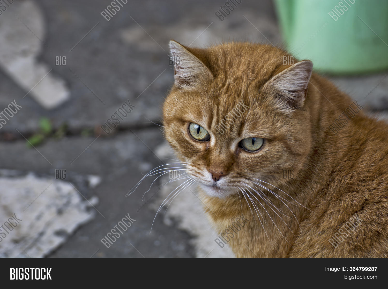 Red-haired Kitten Image & Photo (Free Trial) | Bigstock