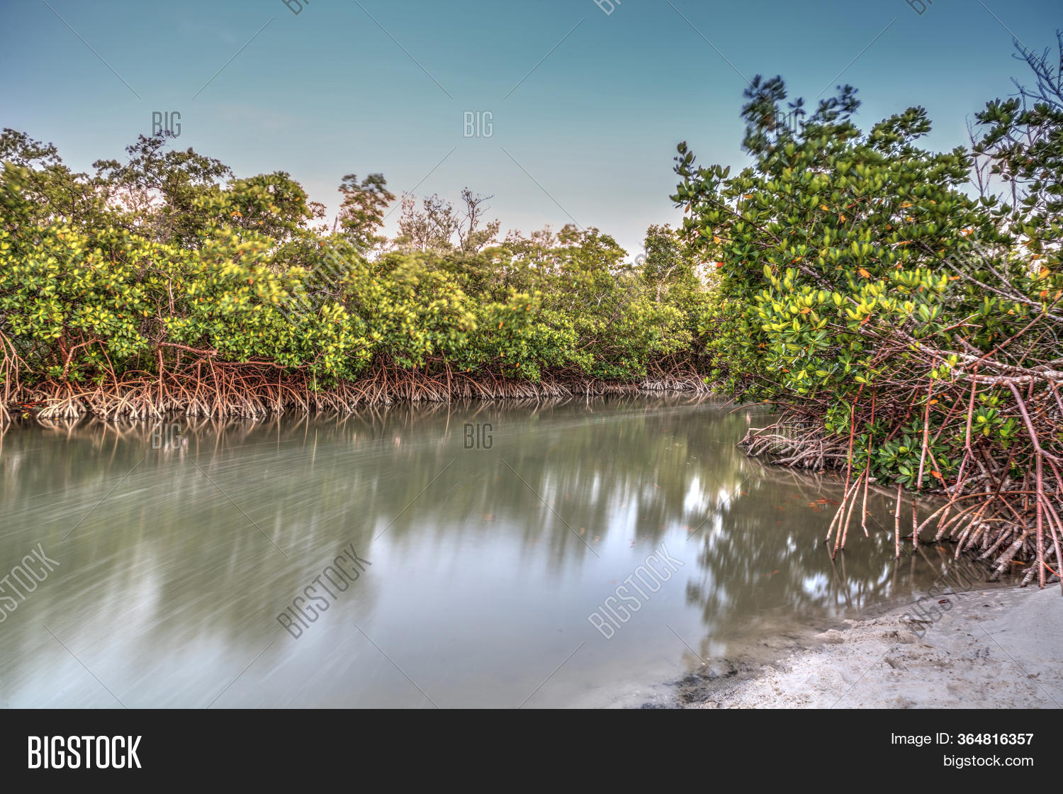 Mangrove Trees Grow Image & Photo (Free Trial) | Bigstock