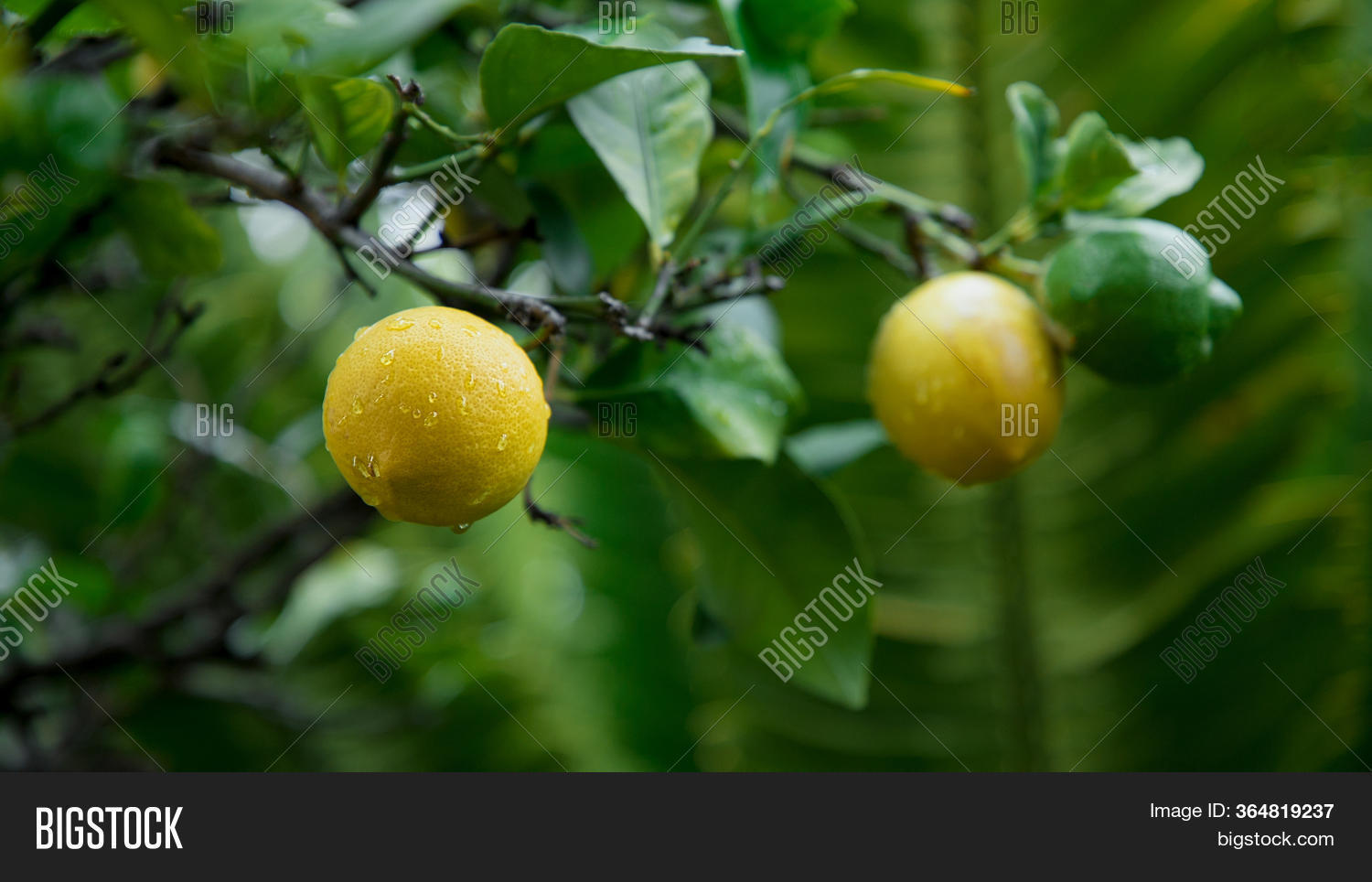 Two Ripe Yellow Lemons Image & Photo (Free Trial) | Bigstock